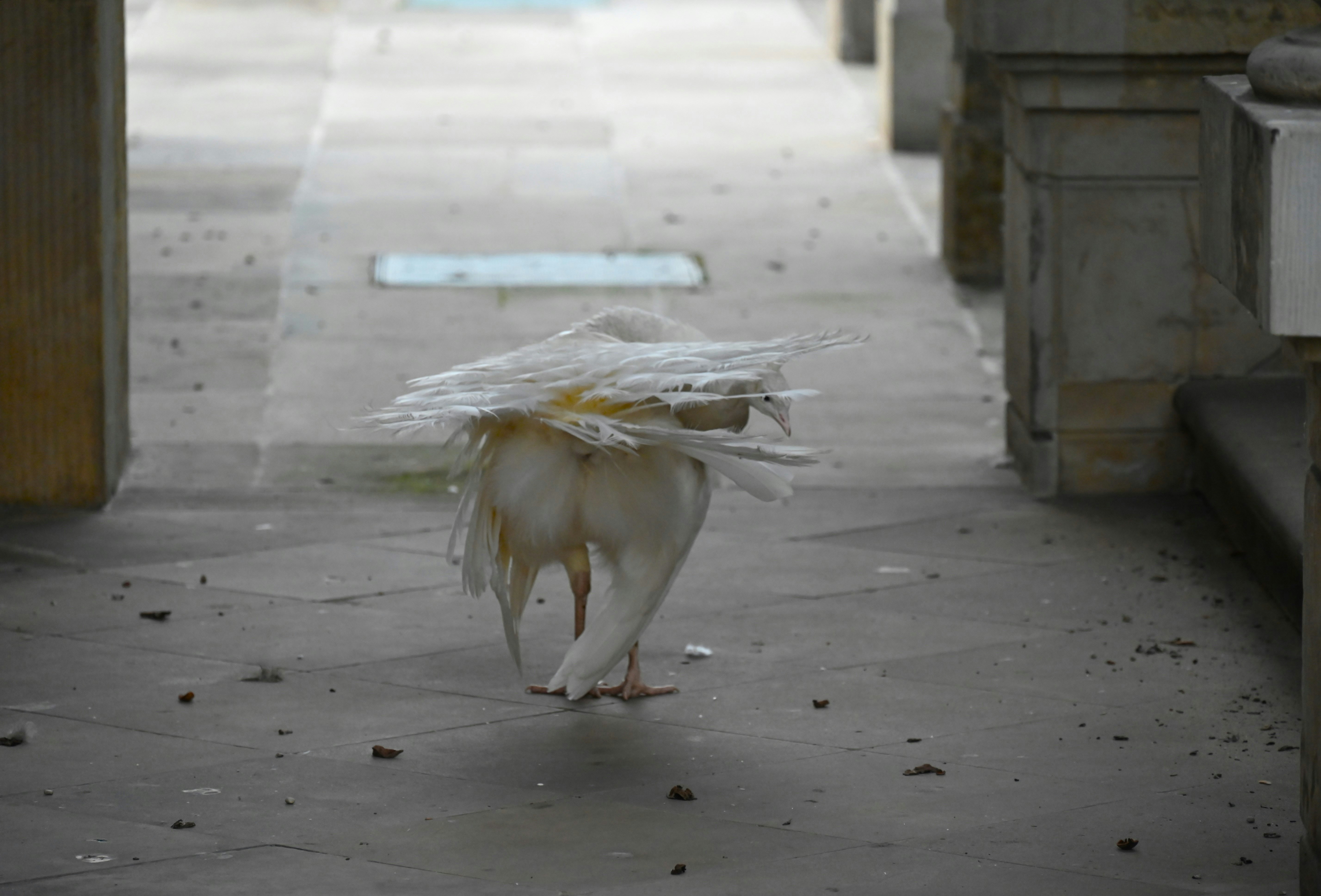 Urban Wingbeat: A White Duck Takes a Quiet Exit Between Columns