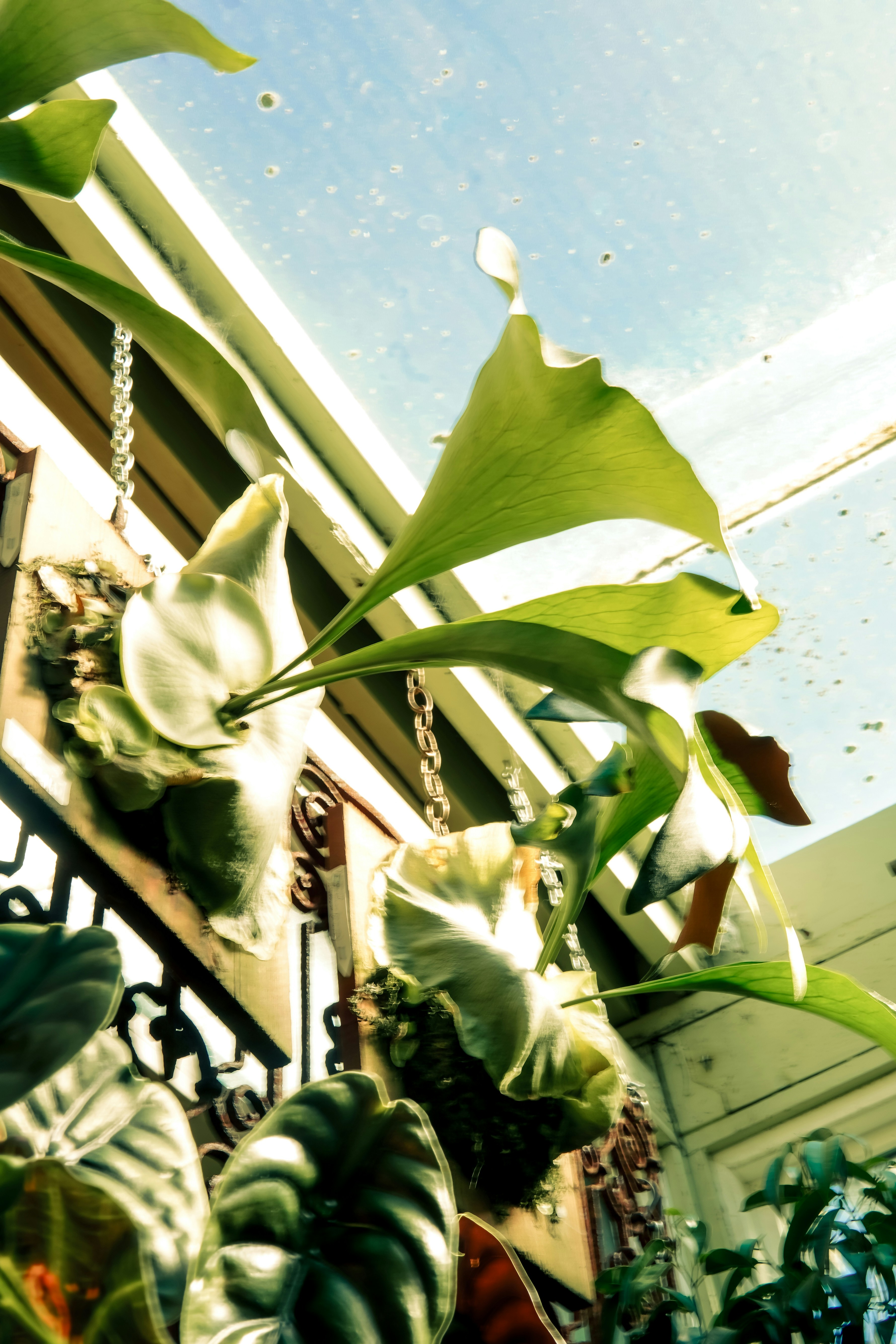 Green Cascade Beneath a Skylight: Leaves, Chains, and Glass