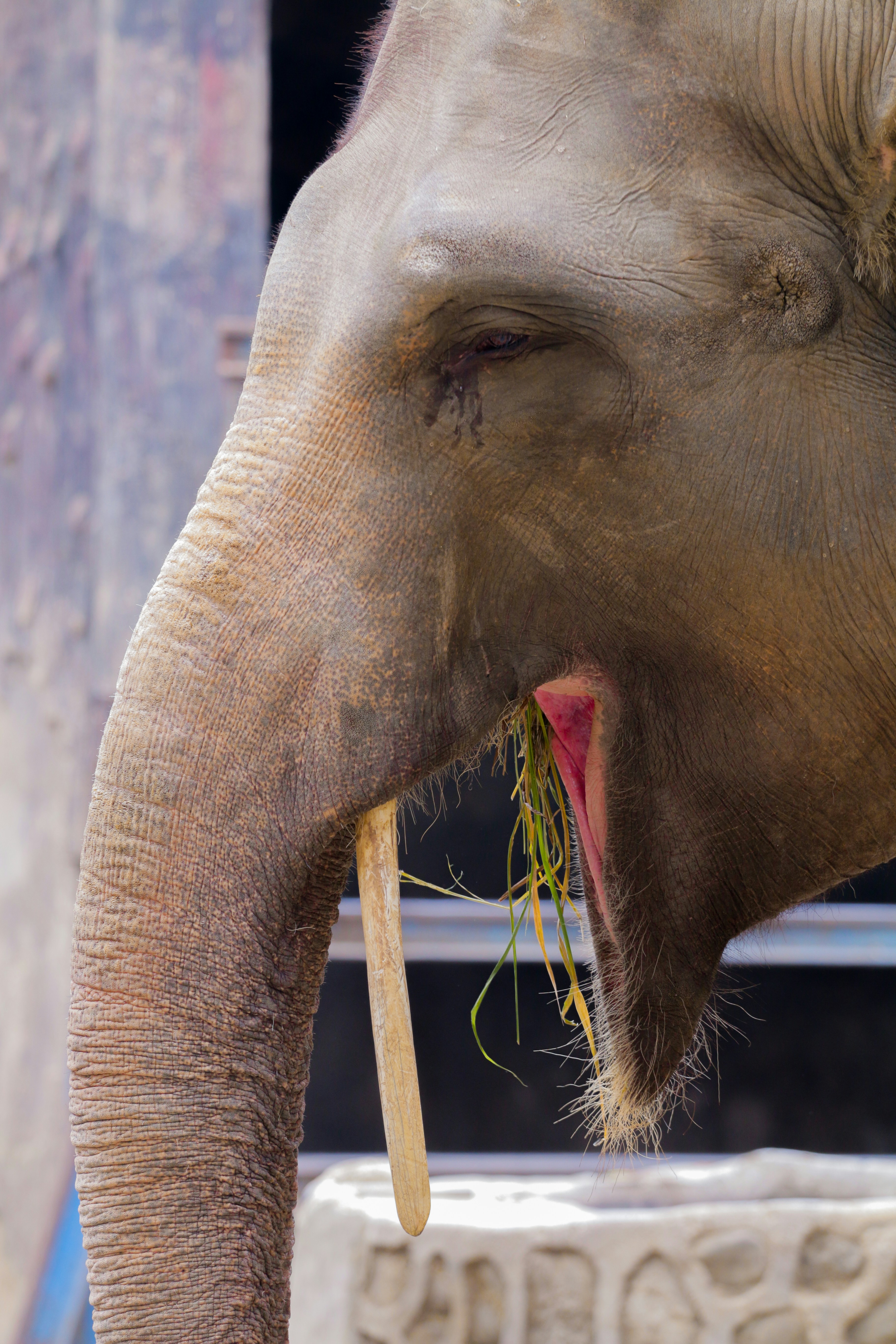 Whisper of Grass: Close-Up on an Elephant's Trunk and Tusk