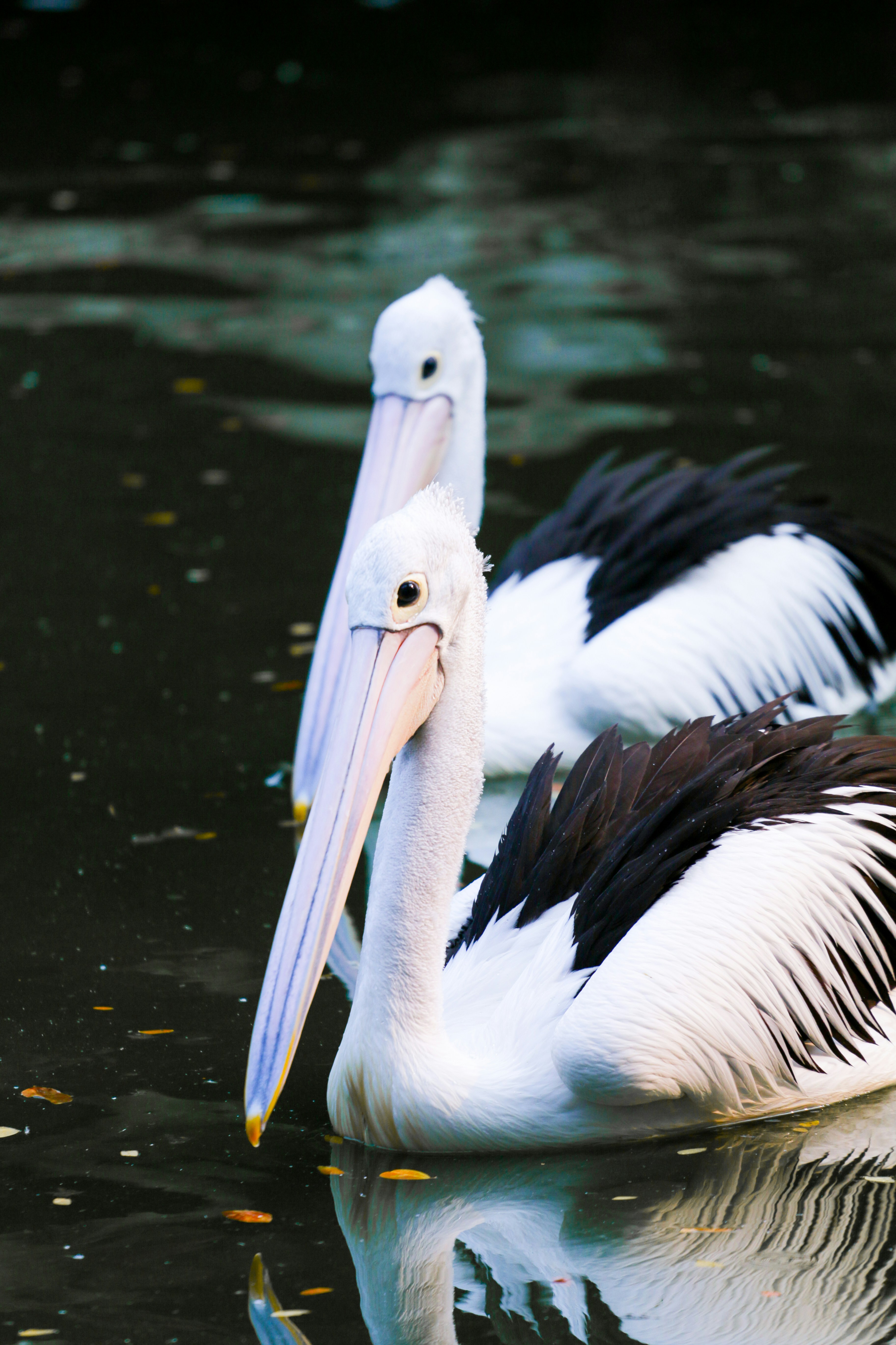 A couple of pelicans floating on top of a body of water photo – Free ...