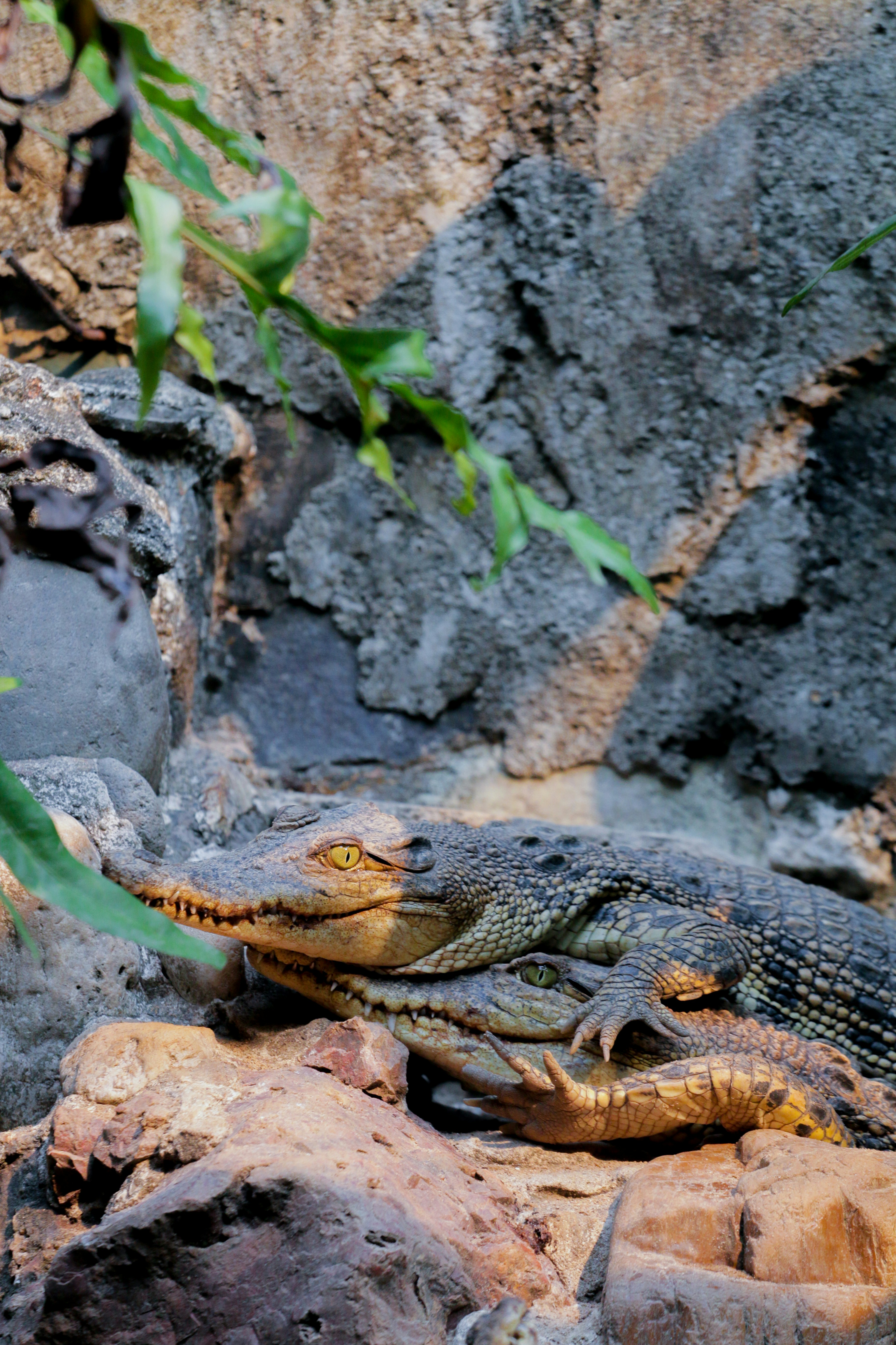 Two alligators are sitting on some rocks photo – Free Crocodile Image ...