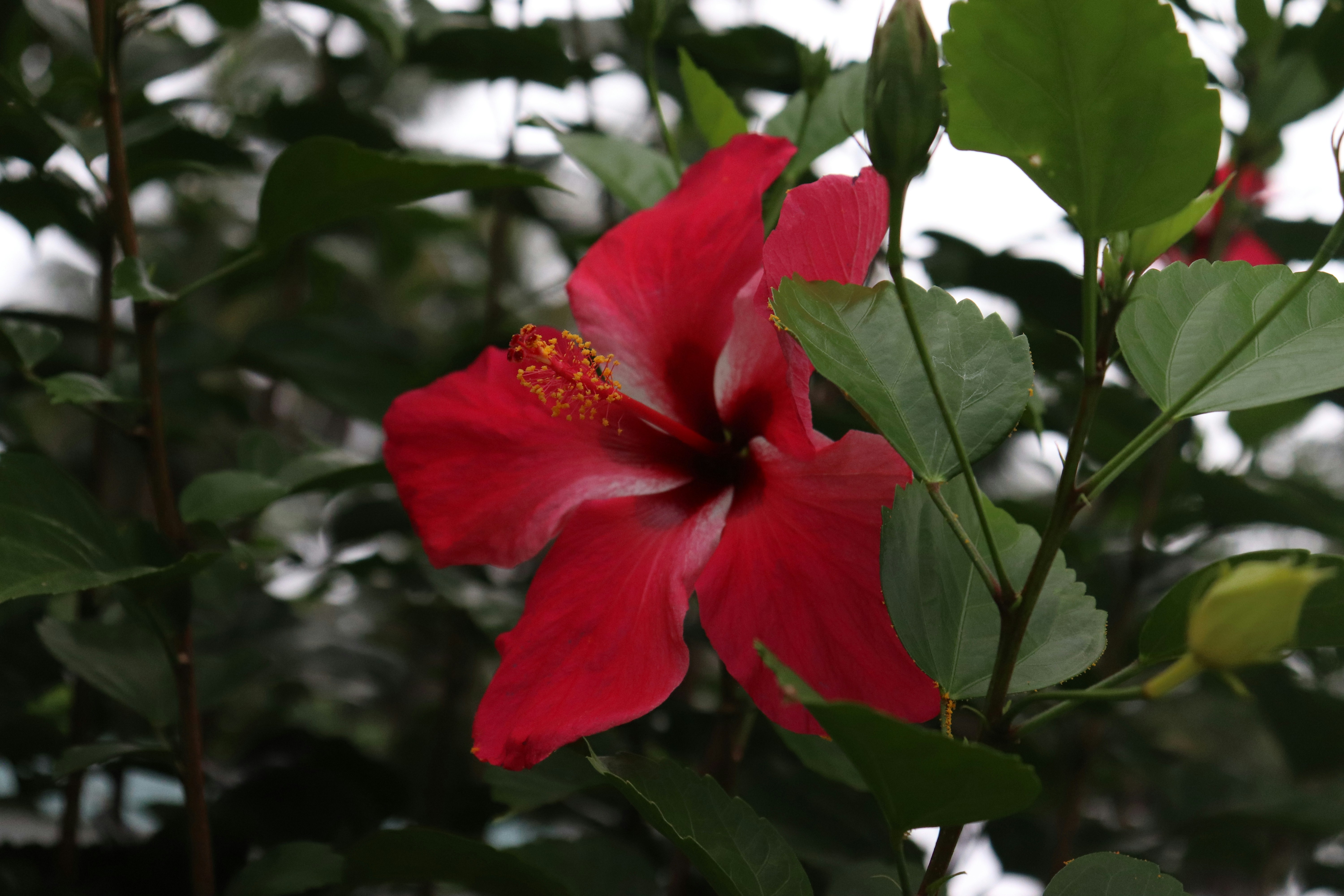 Vibrant red hibiscus flower surrounded by lush green leaves under soft, natural light.