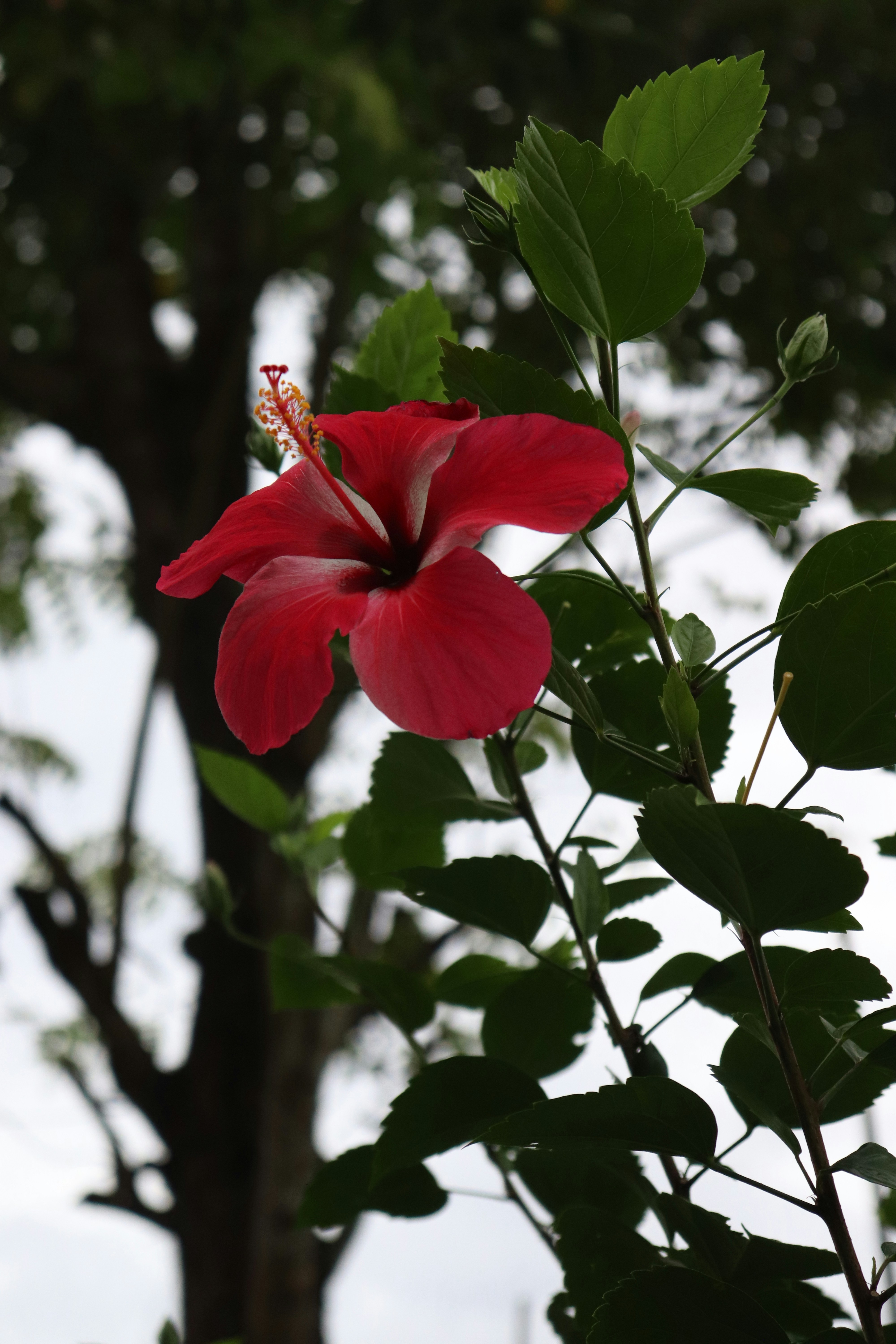 Crimson Hibiscus Reaching Through the Shade