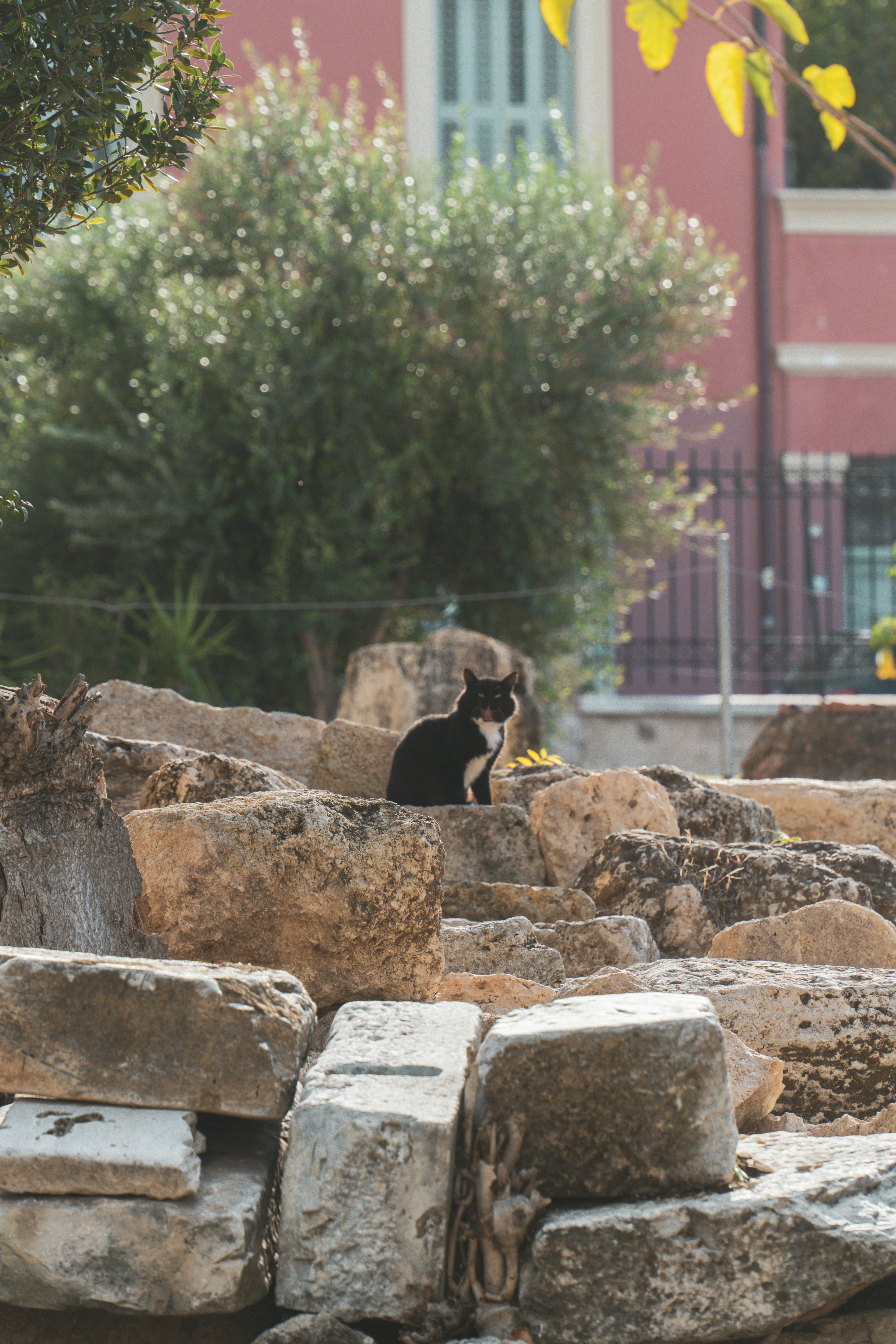Black Cat on Sun-Warmed Rocks in a Quiet Garden