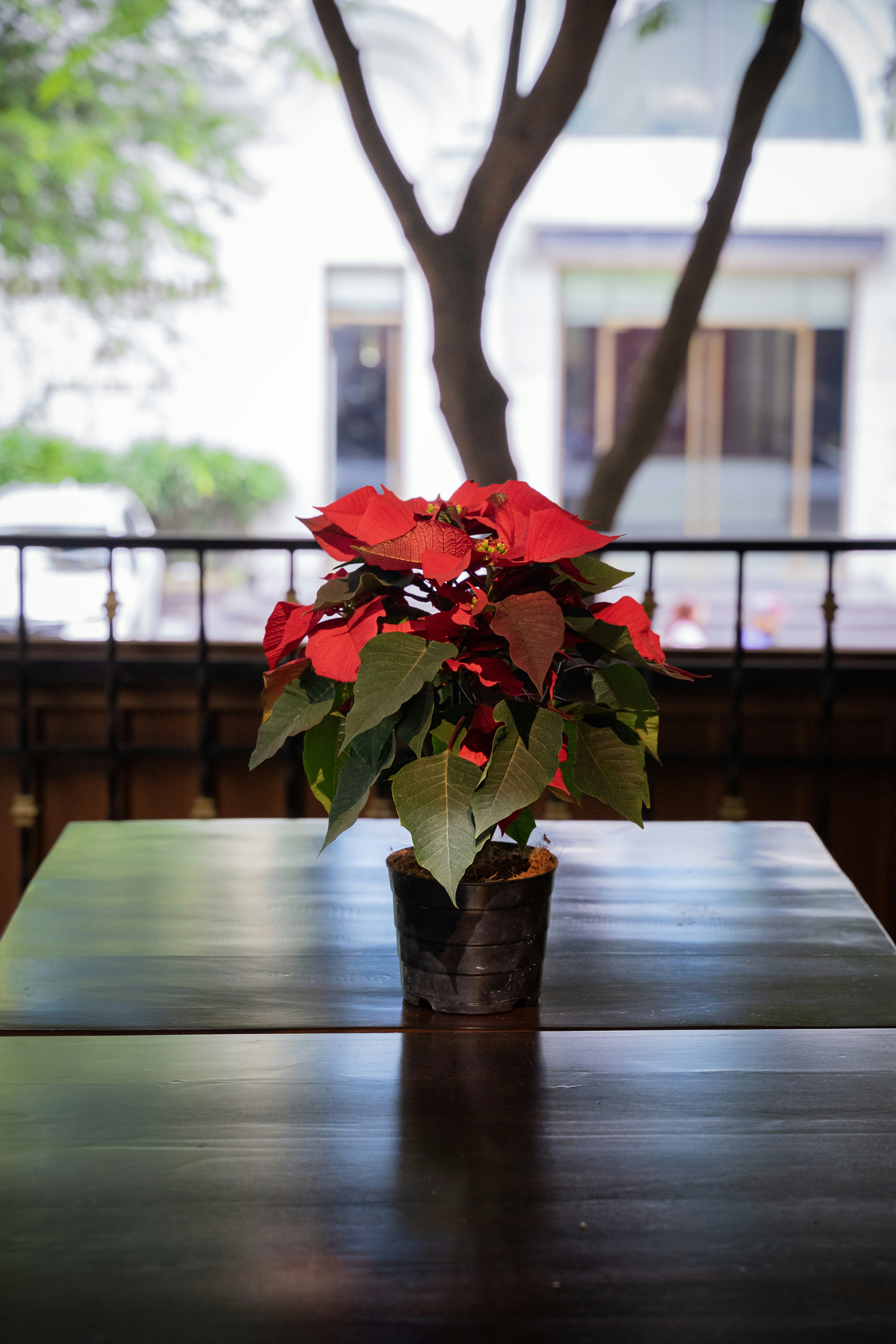 City Balcony Poinsettia: A Quiet Red on a Wooden Table