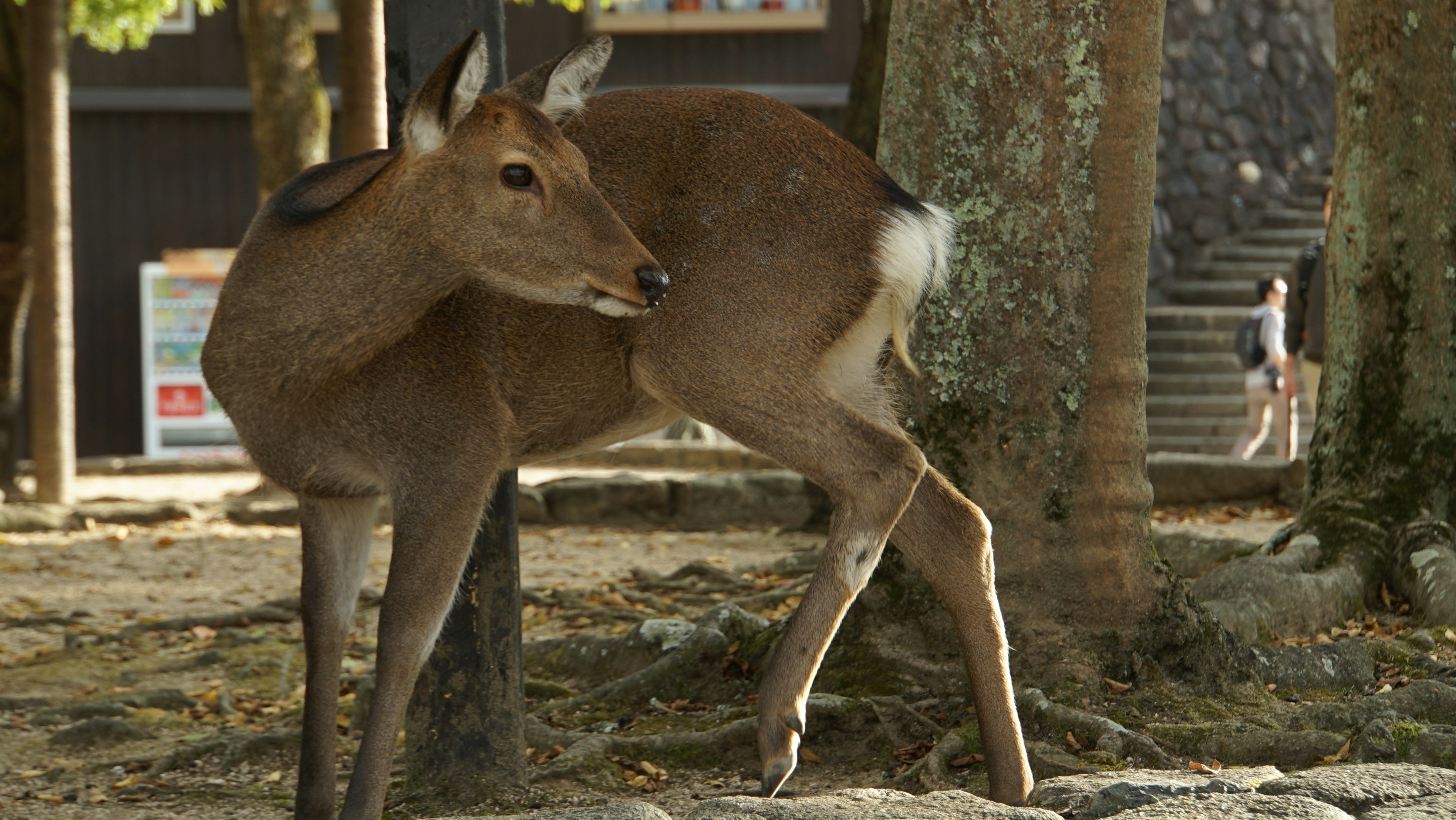 Sun-Dappled deer pausing among tree trunks in a quiet park