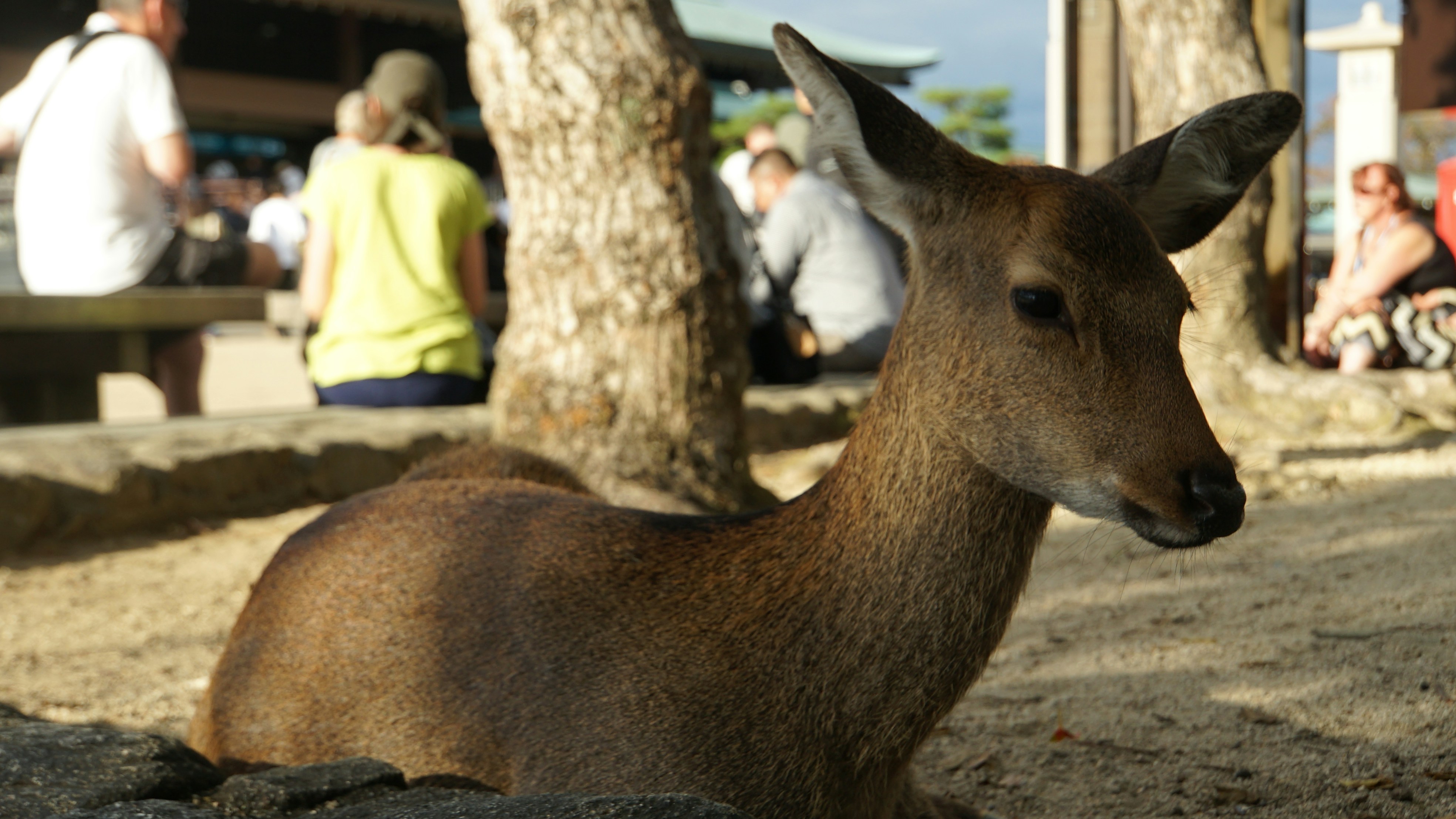 Midday Pause: a deer among sunlit benches and curious onlookers