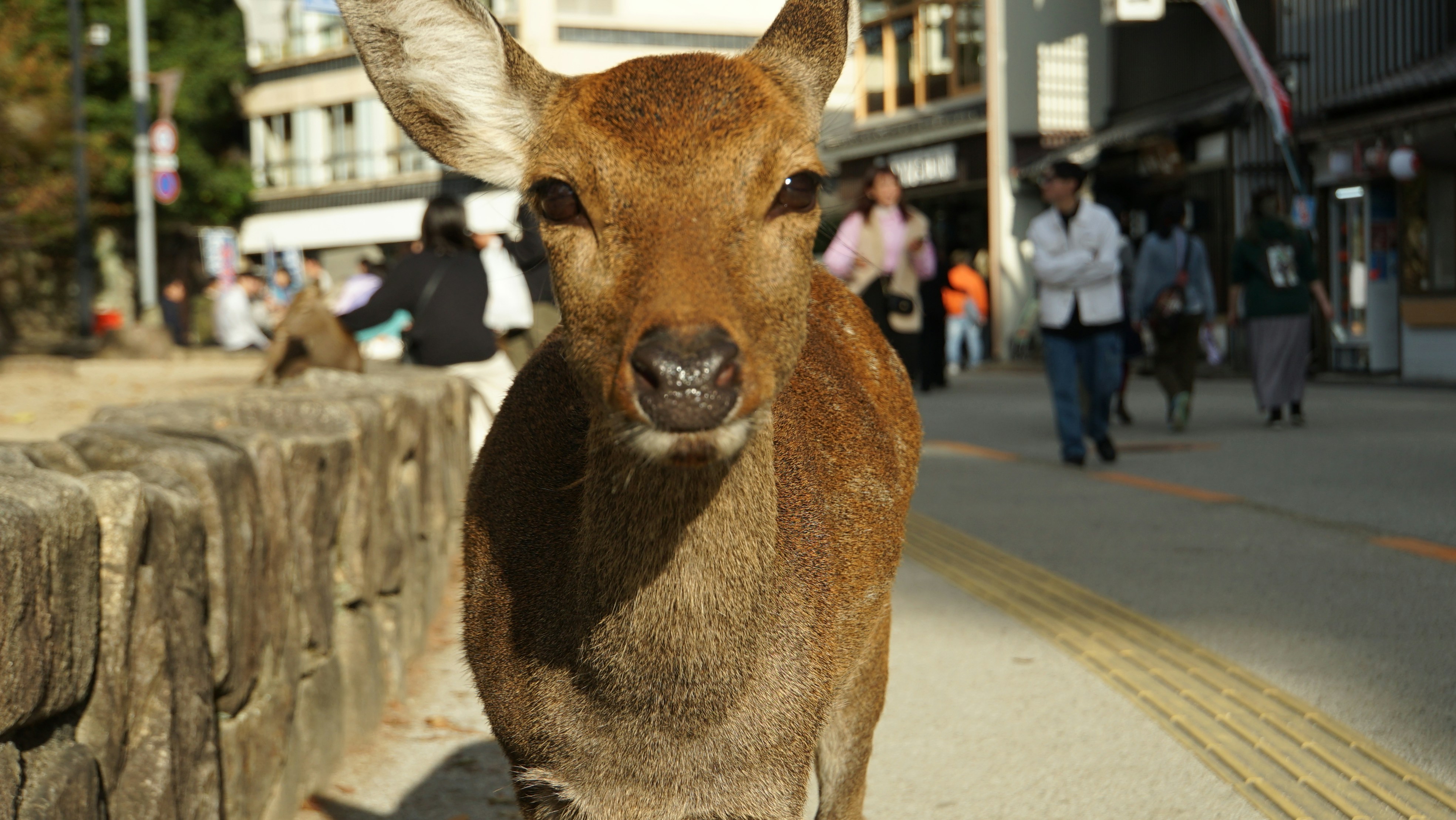 Photo by Jarrett with Sony Alpha 7 II