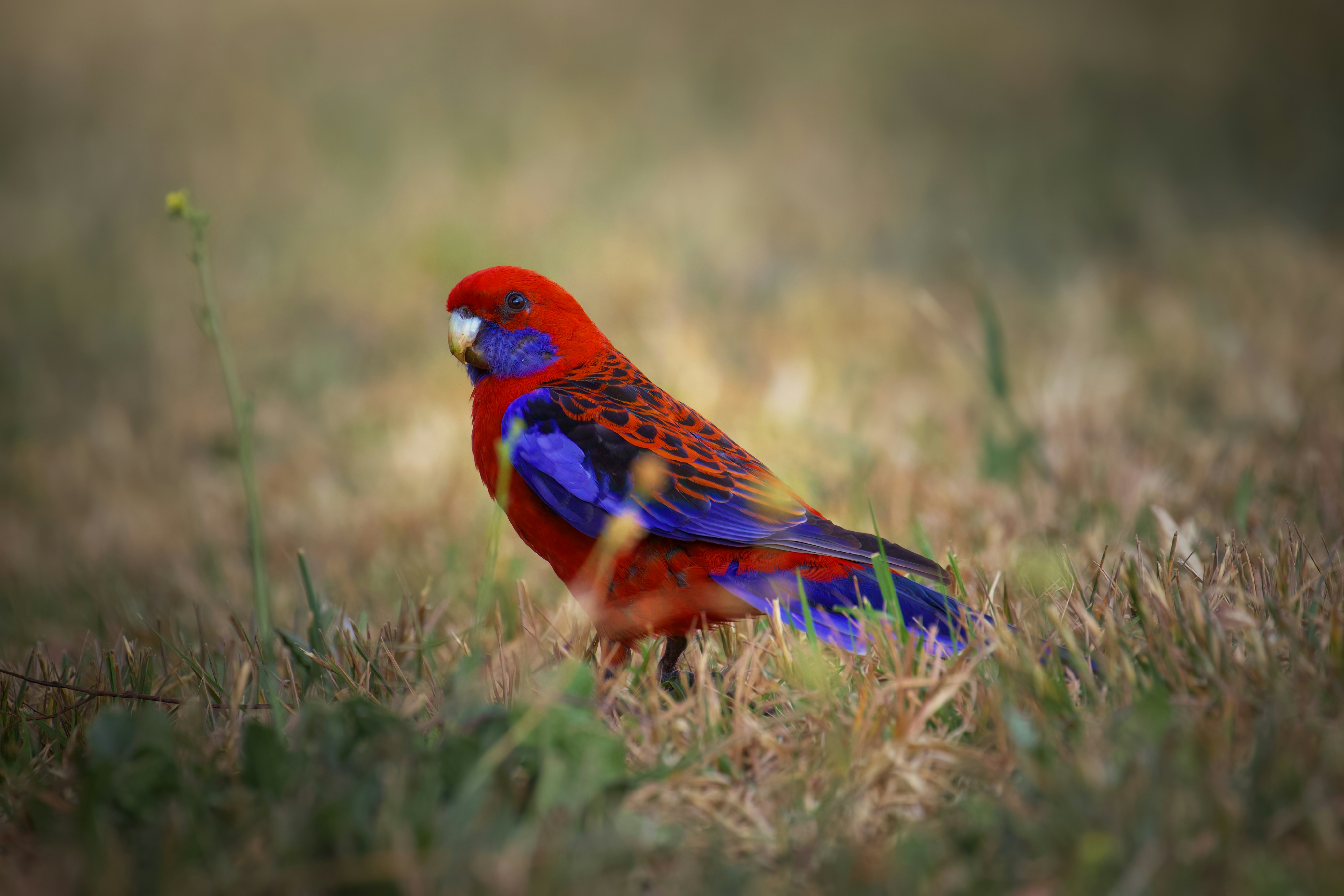 Crimson Rosella in a Meadow Glow