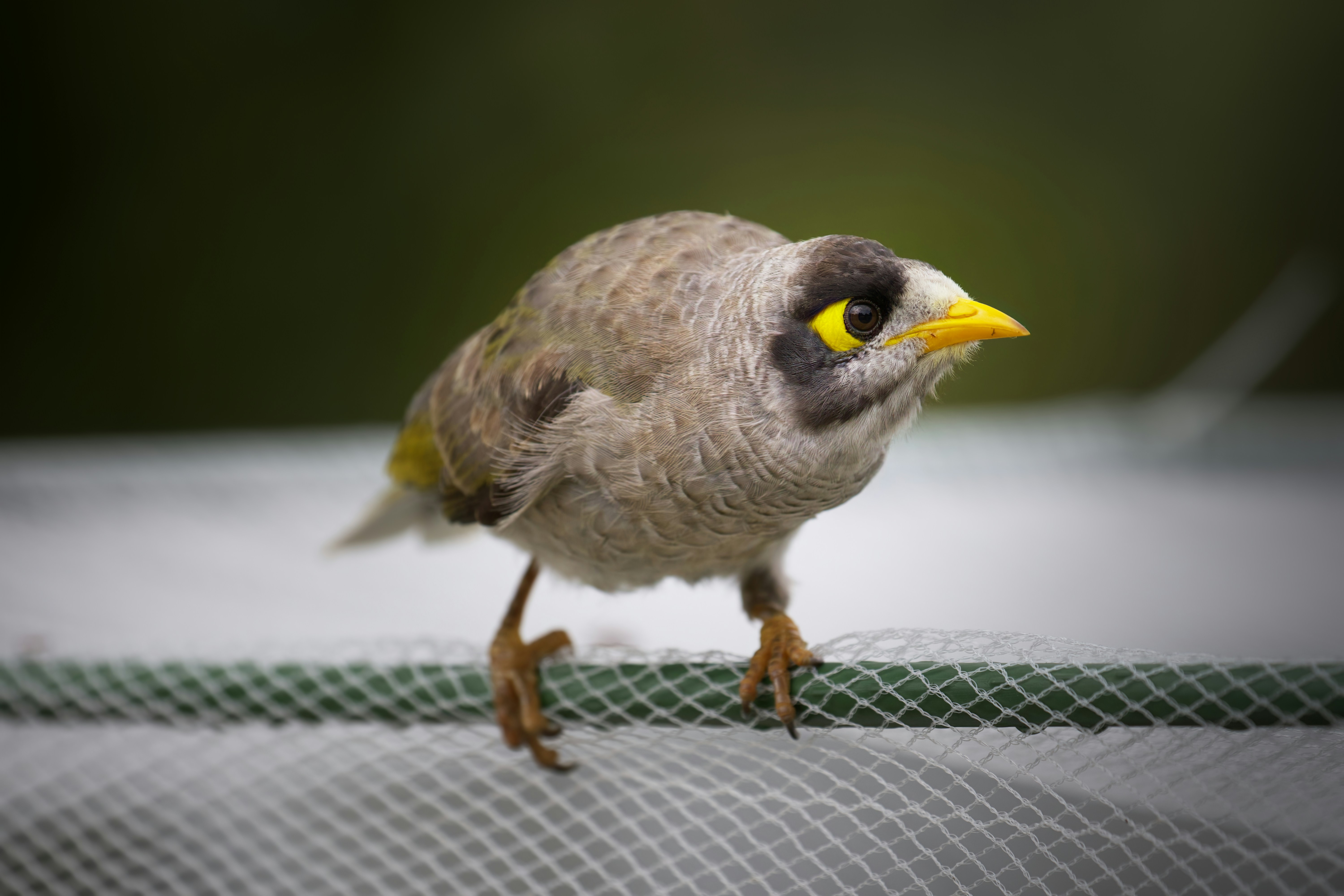 Yellow-Rimmed Perch: A Tiny Passerine on Mesh Netting