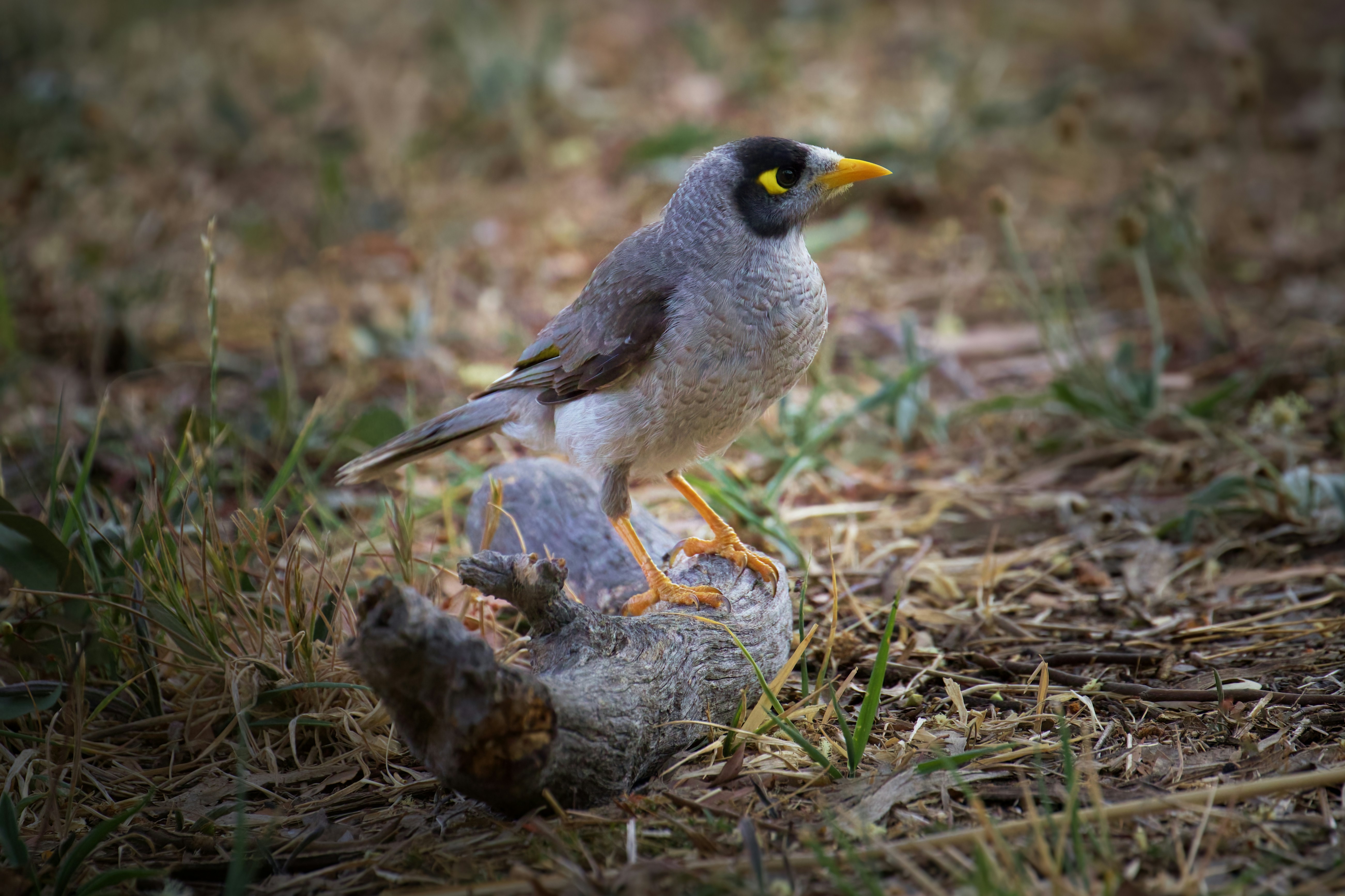 Yellow-Beaked Grey Sentinel on a Pine-Needle Stage