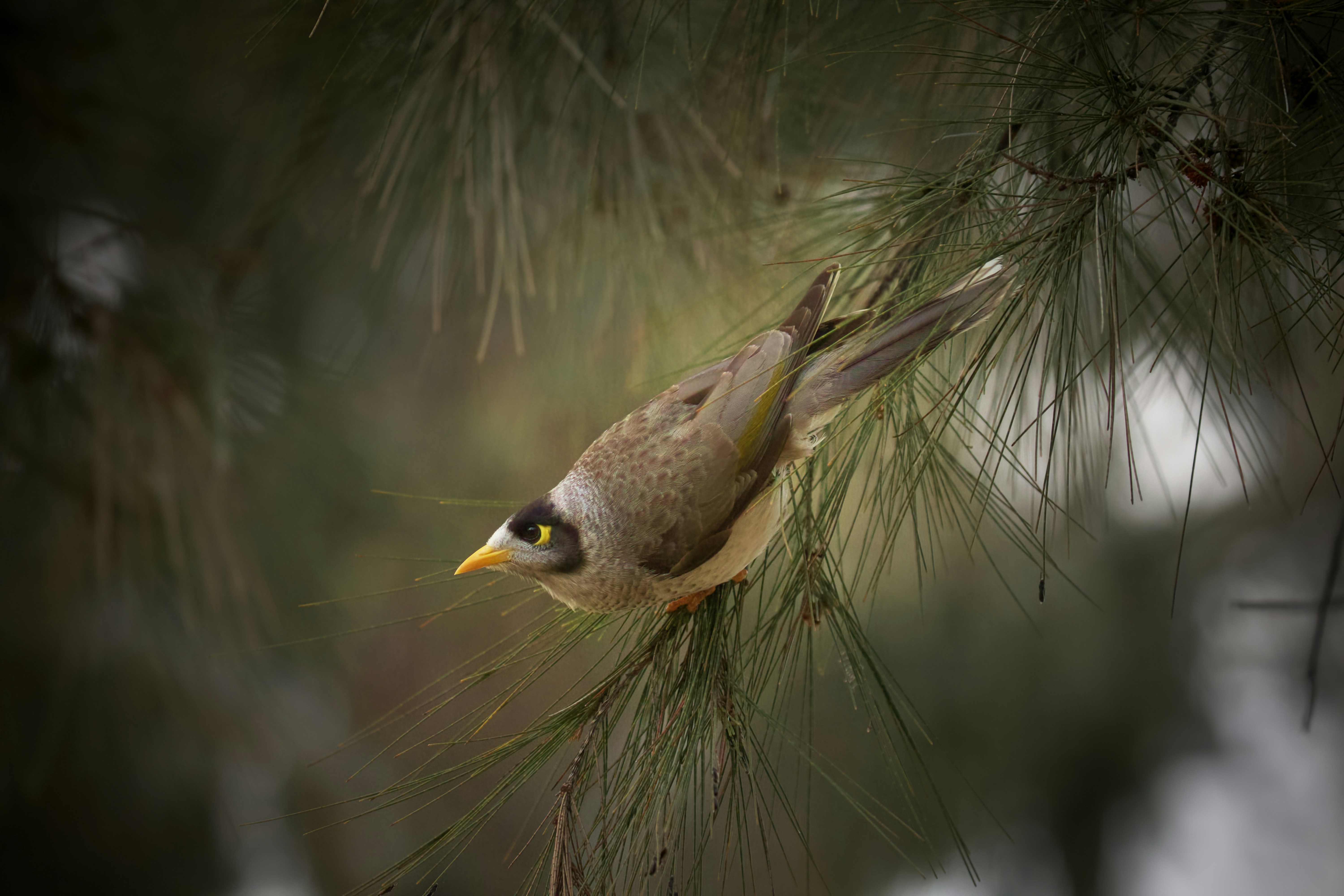 Winter Light on a Pine: A Small Bird Perches Among the Needles