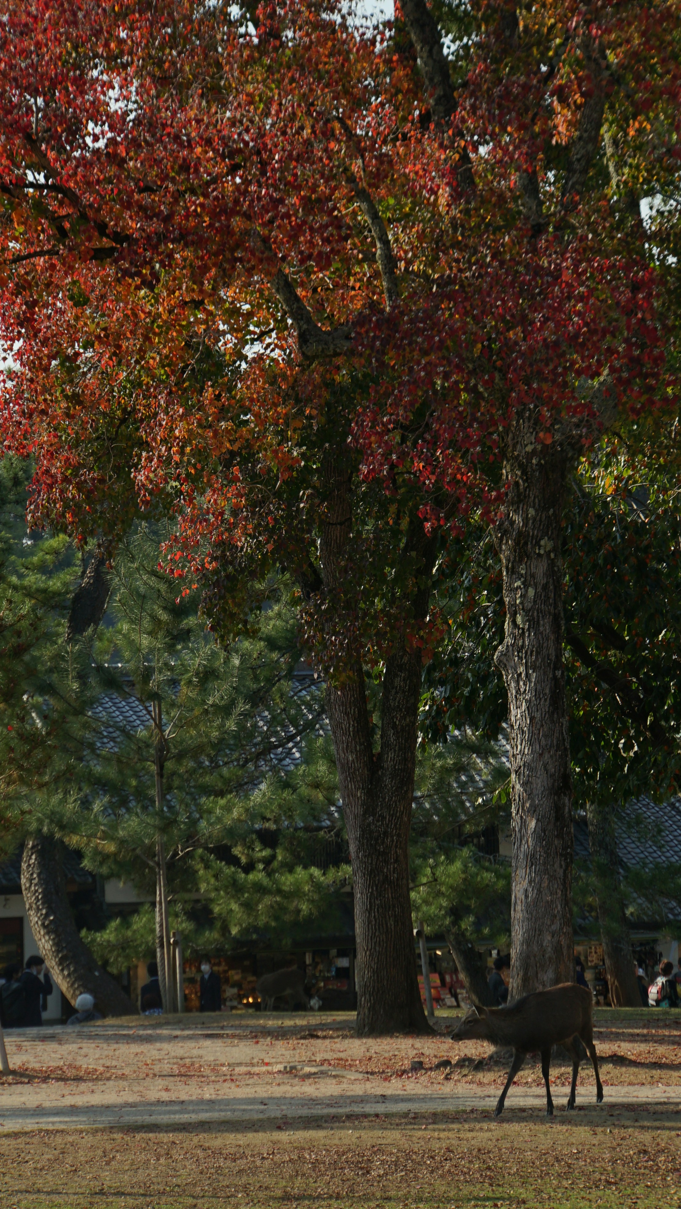 Crimson Canopy, Quiet Park: A Deer Crossing the Path
