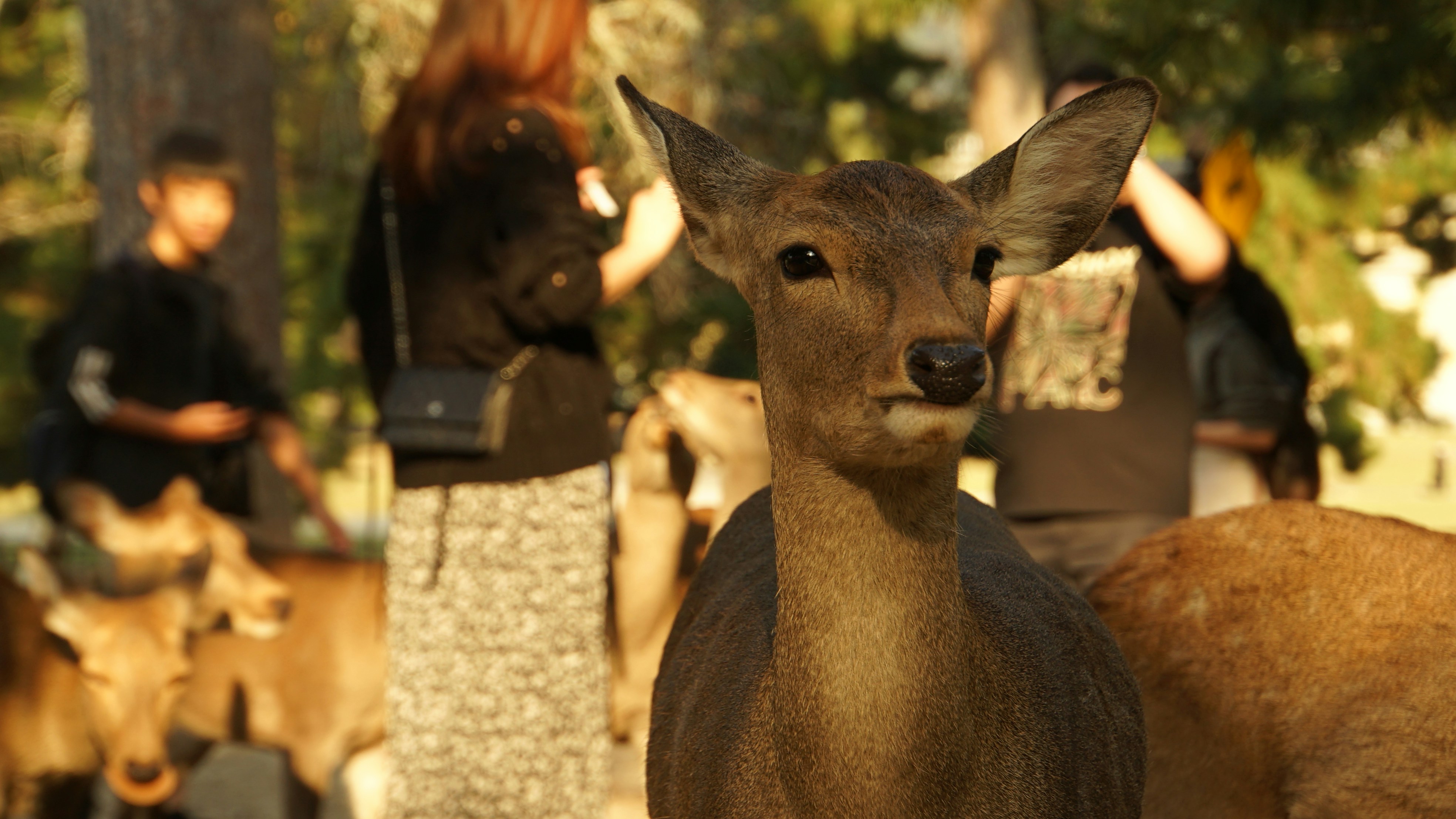 Soft-Eyed Visitor in the Park: A Deer Among the Passing Crowd