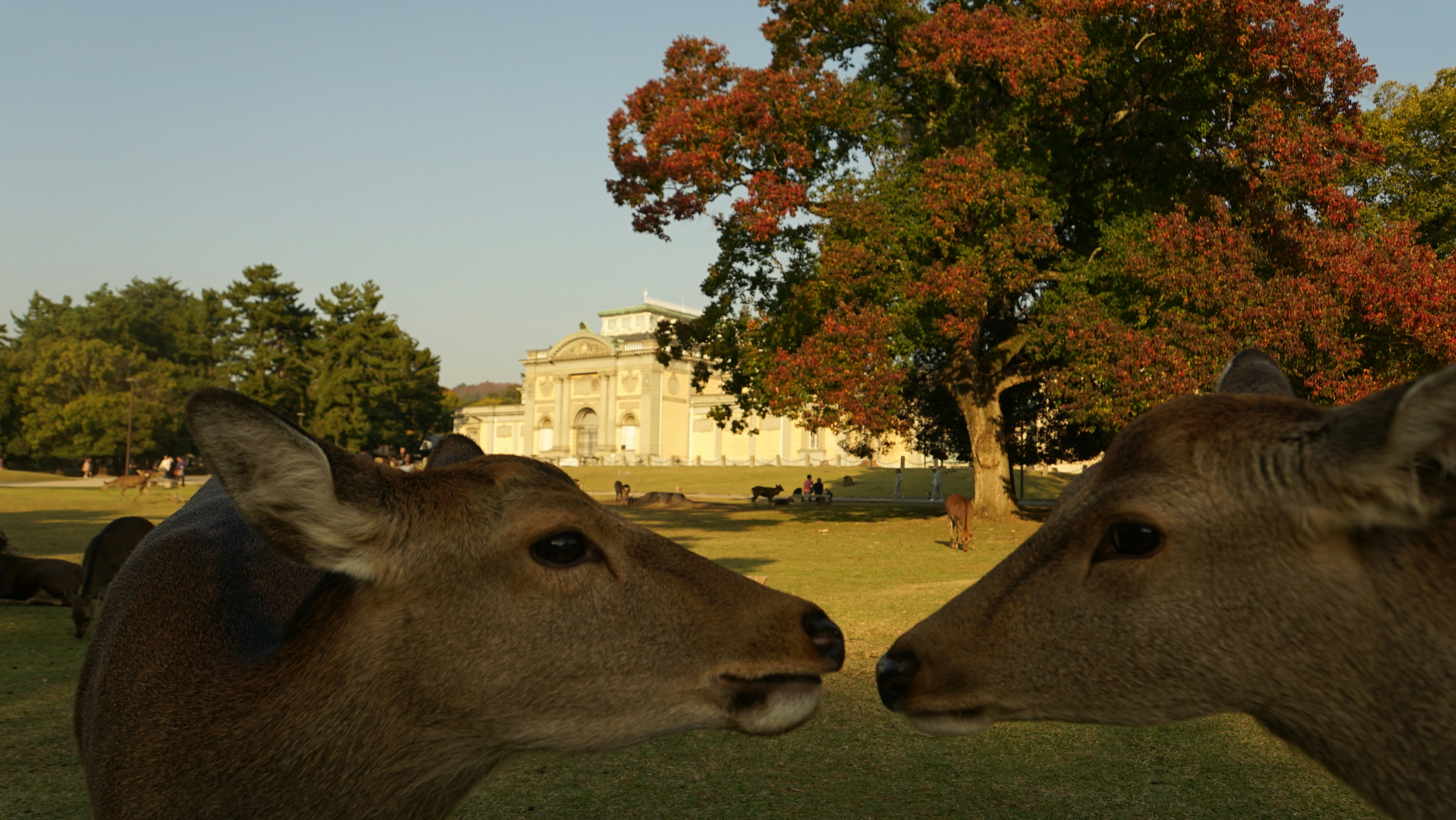 Antlerless Gaze: A Quiet Face-Off in the Park