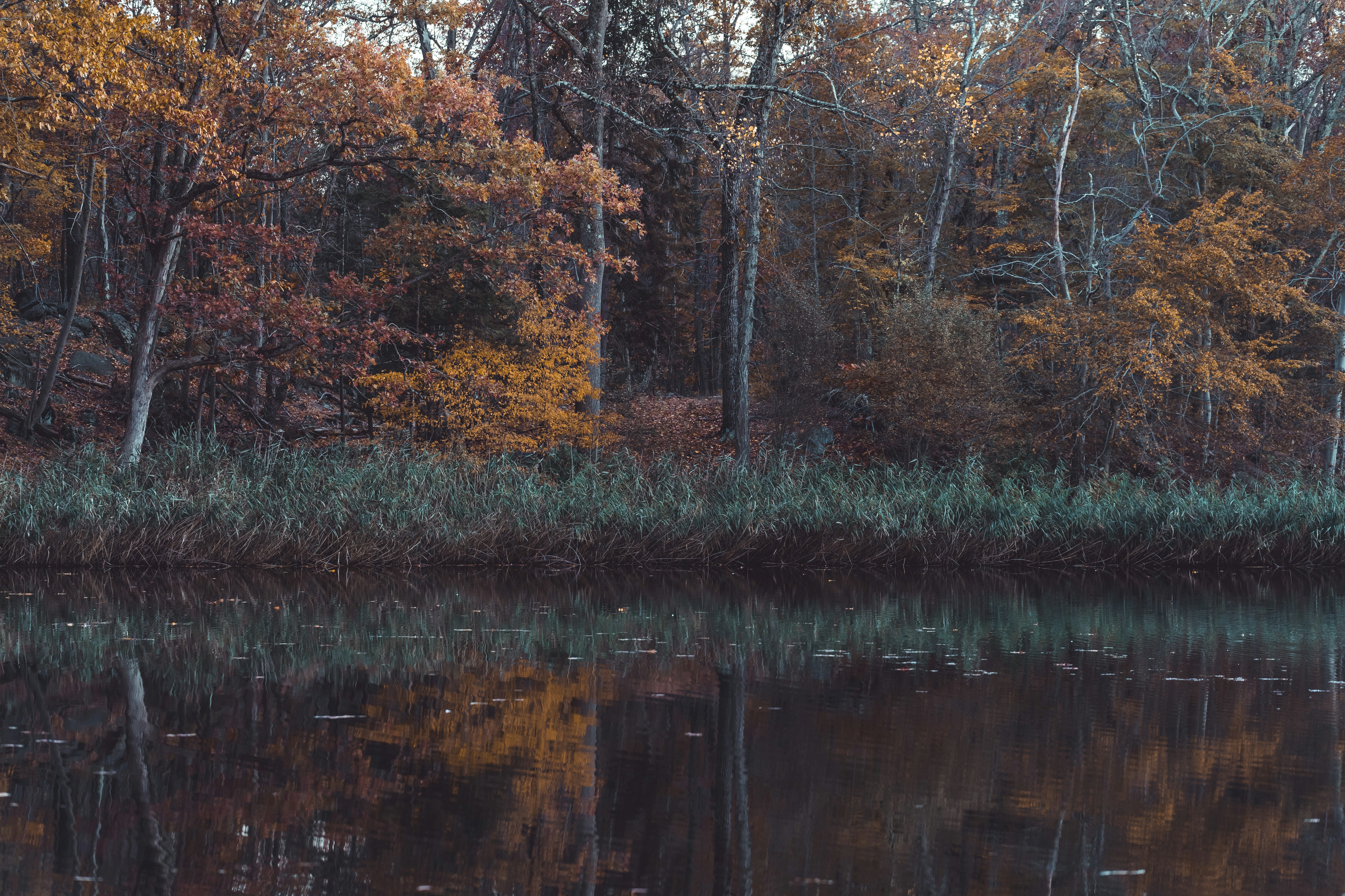 Autumn foliage reflecting on a tranquil lake, framed by lush reeds and dense forest.