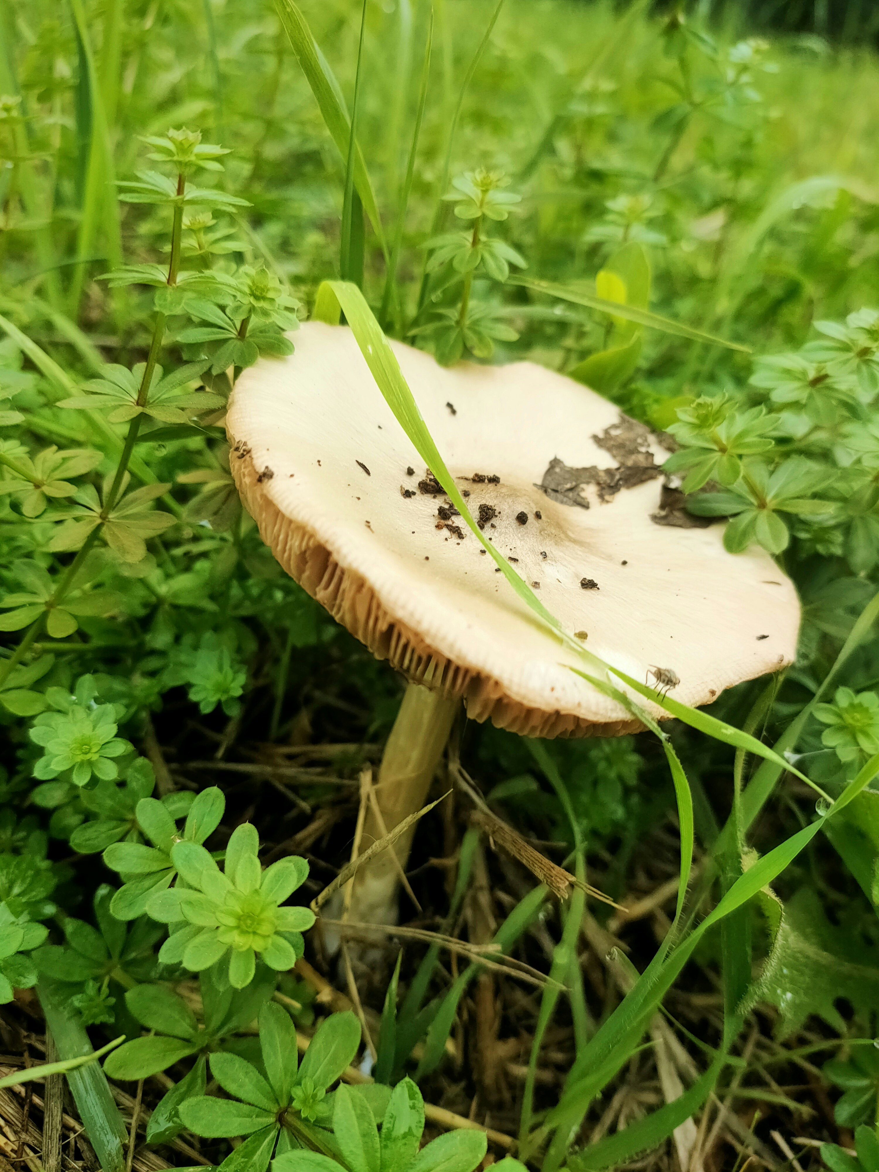 Cream mushroom stands among lush green groundcover on a forest floor, with visible gills and sturdy stem.