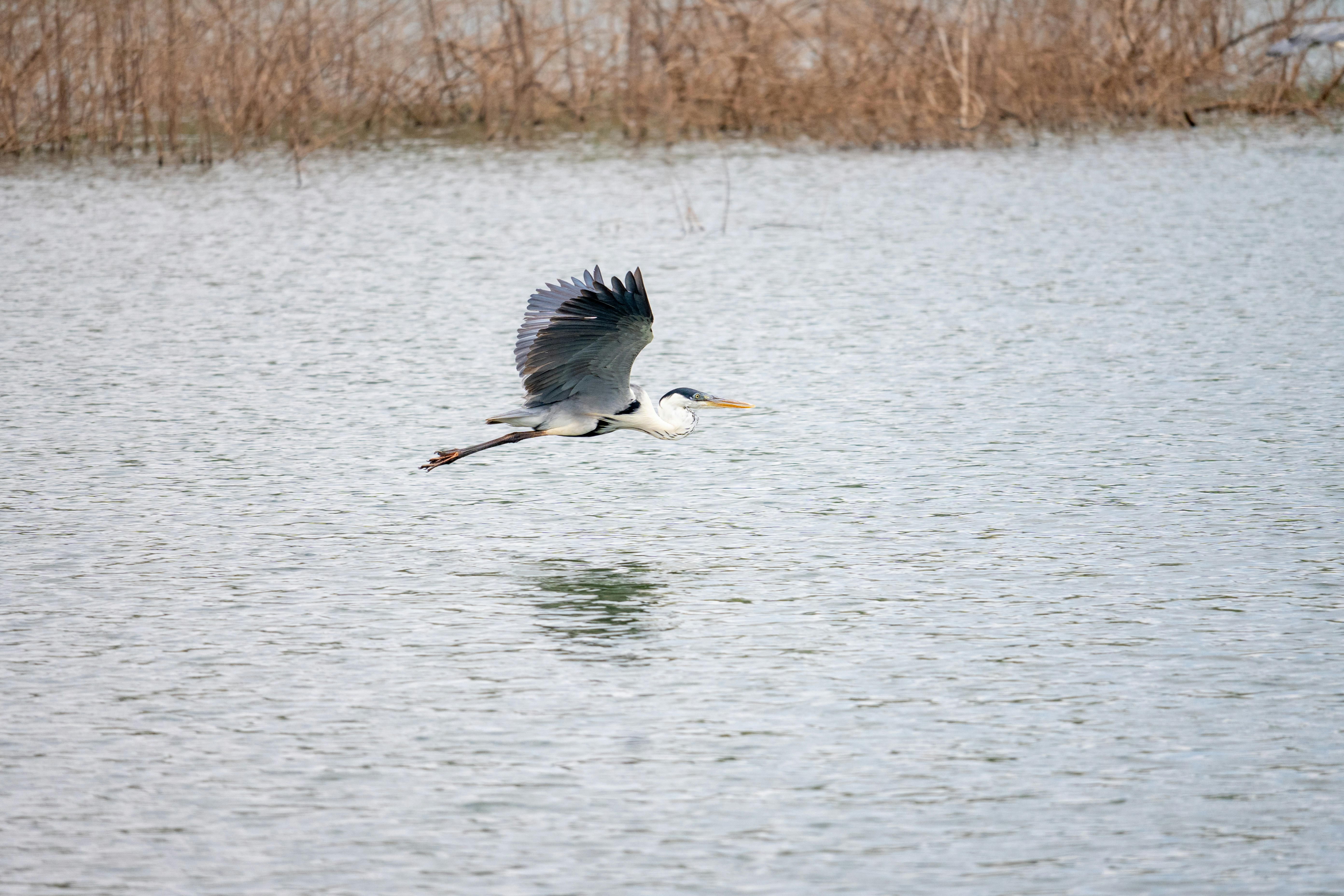 a large bird flying over a body of water