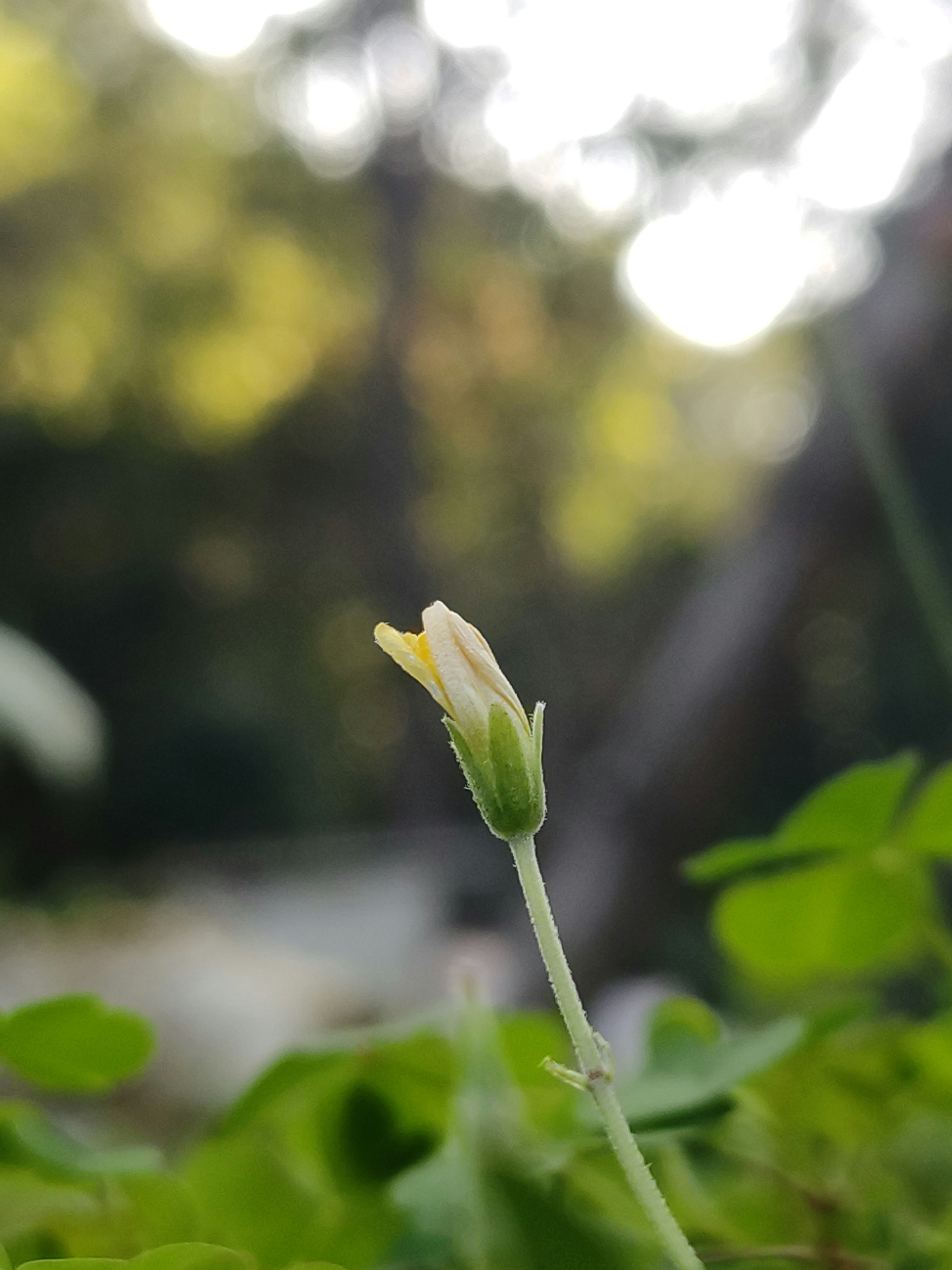 Delicate yellow bud emerging amidst lush green foliage with a softly blurred background.