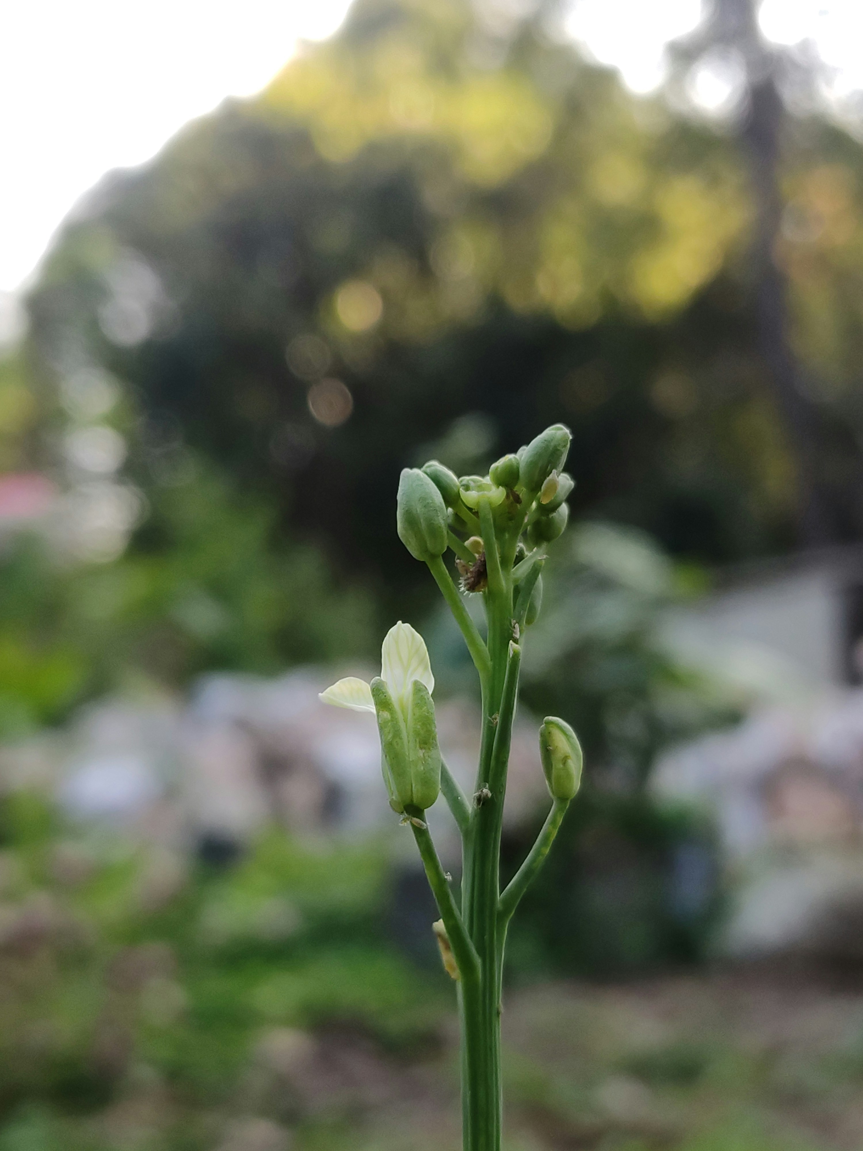 Tender Buds in Focus: A Quiet Garden Portrait