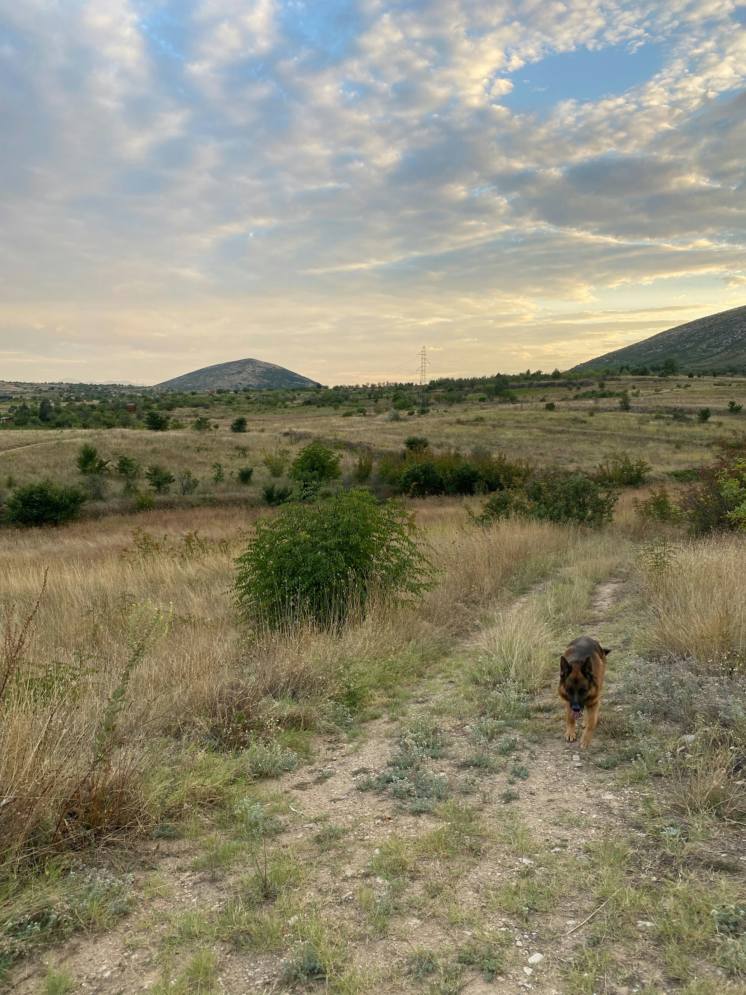 Dust Trail to the Hills: A Dog on the Open Range