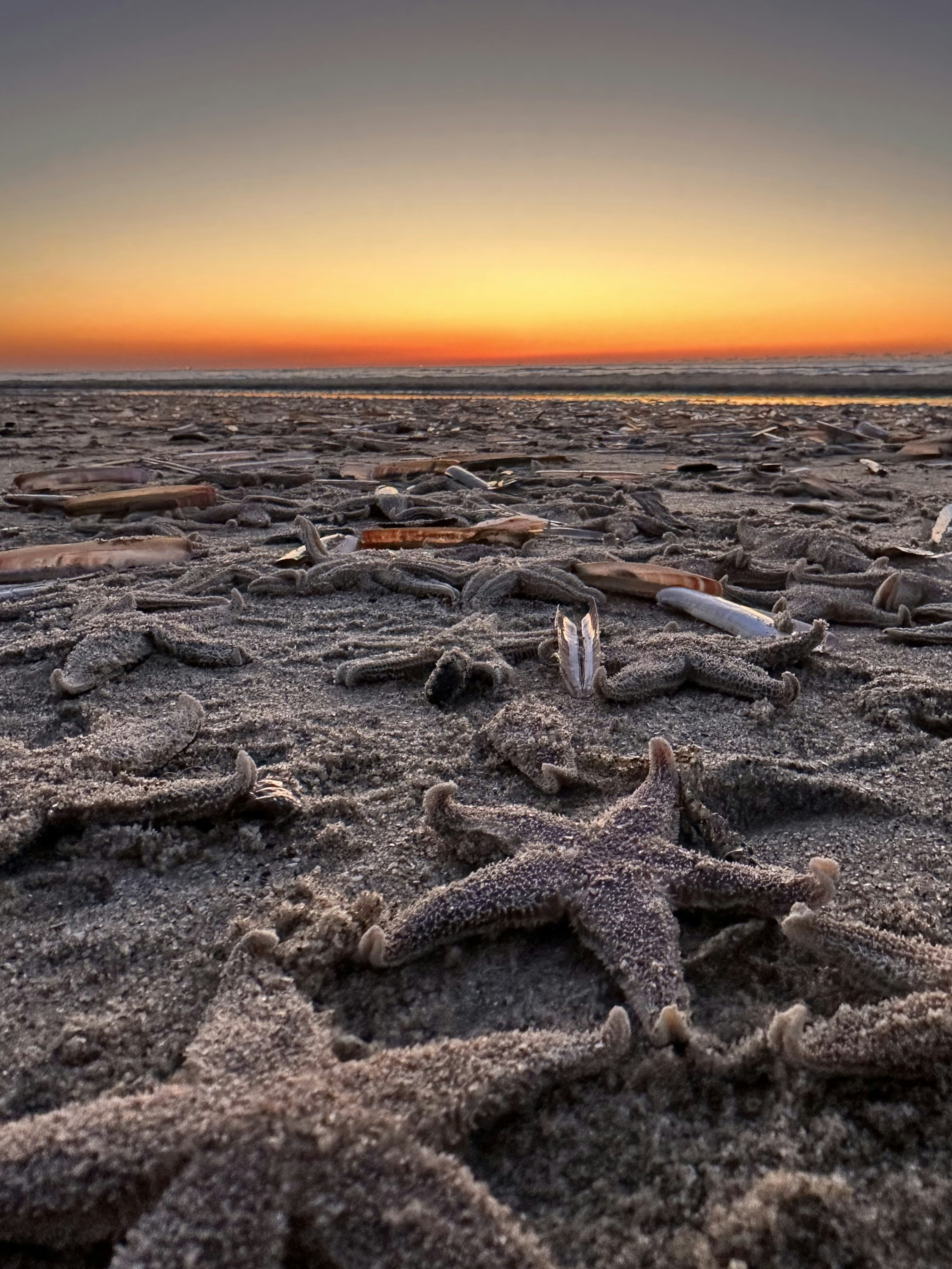 Starfish Sunset Wallpaper