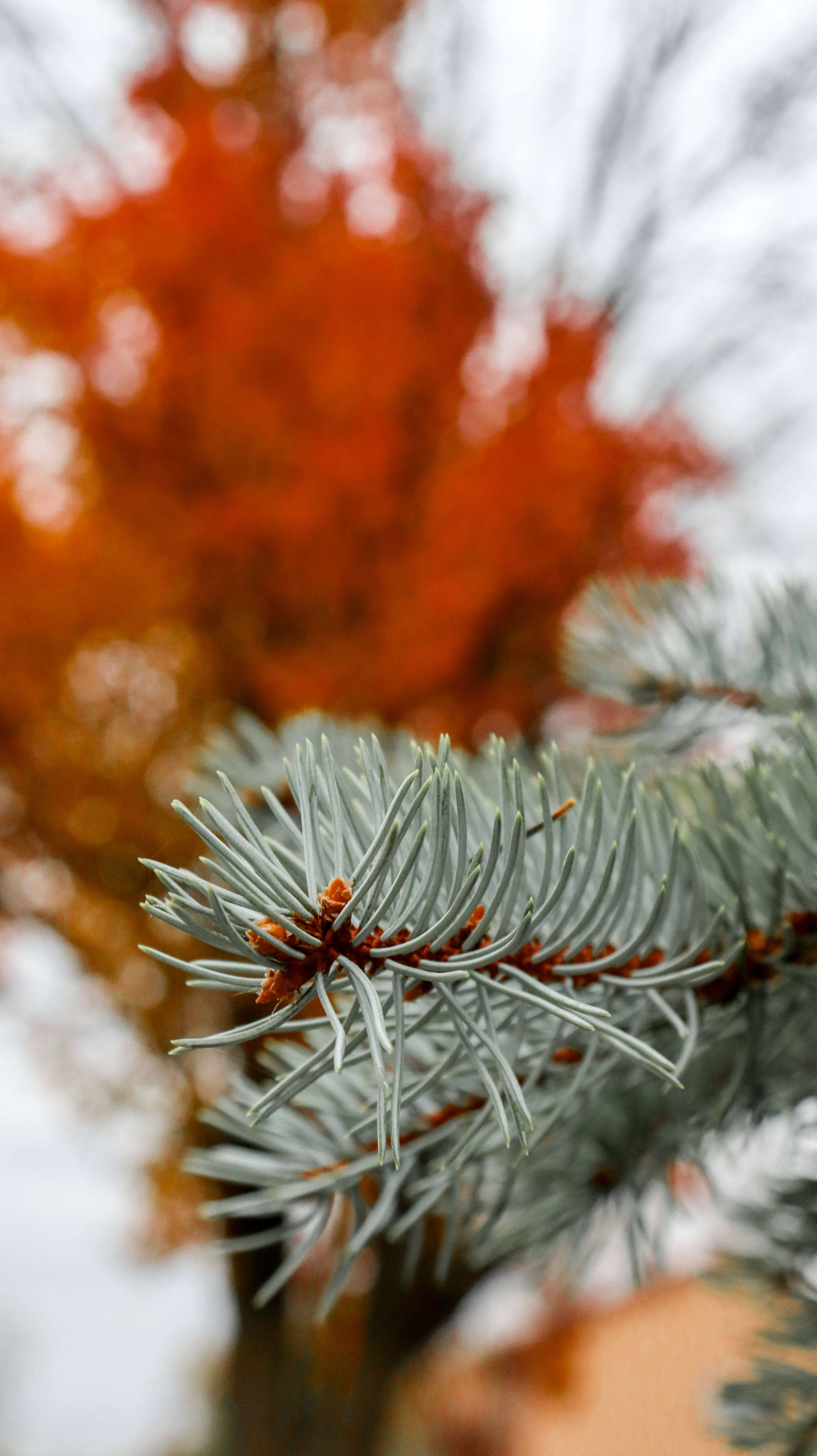 Silver Pine Needles in Focus, Autumn Scarlet Blur