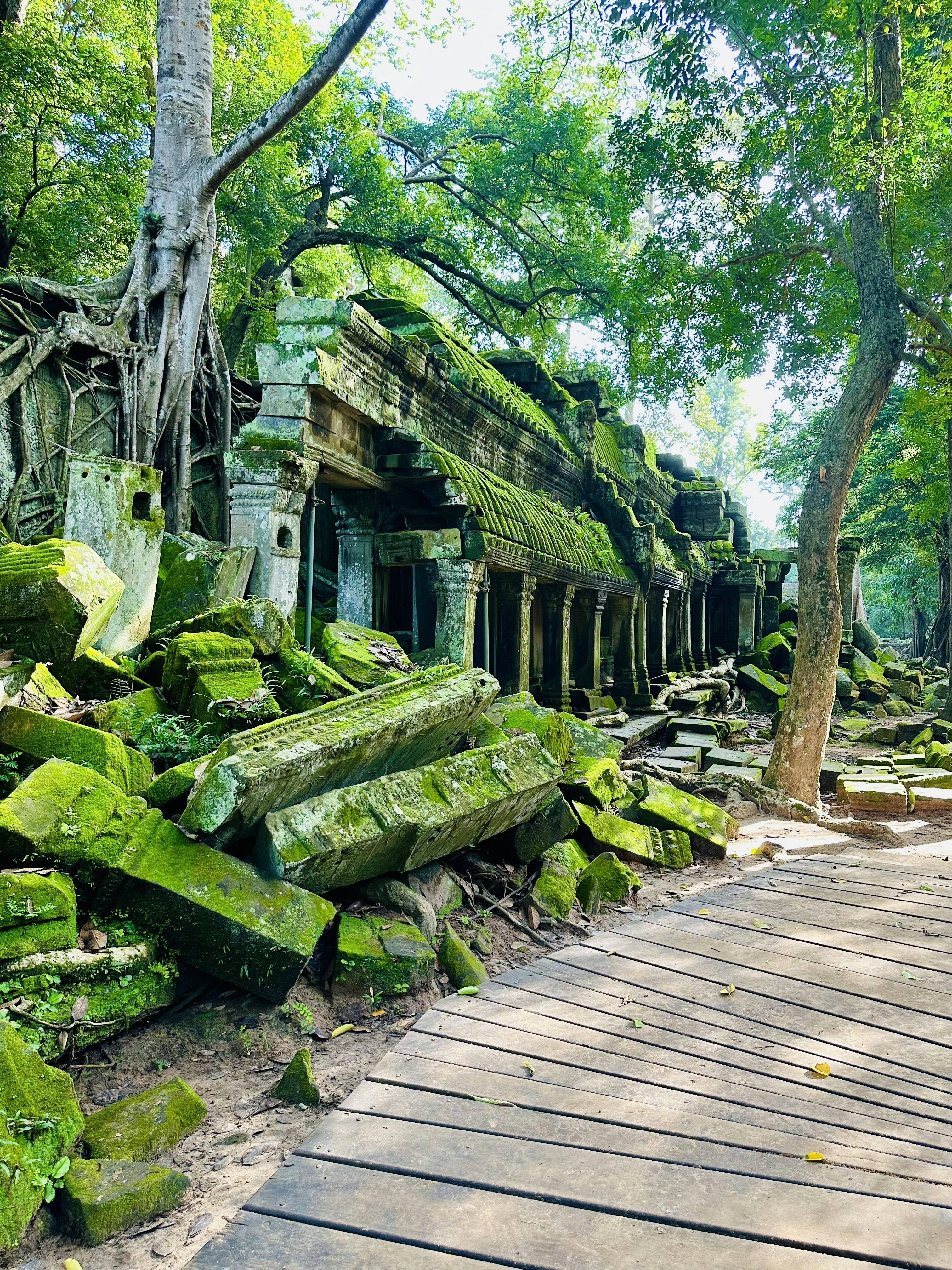 A walkway in the middle of a forest with trees growing over it photo ...