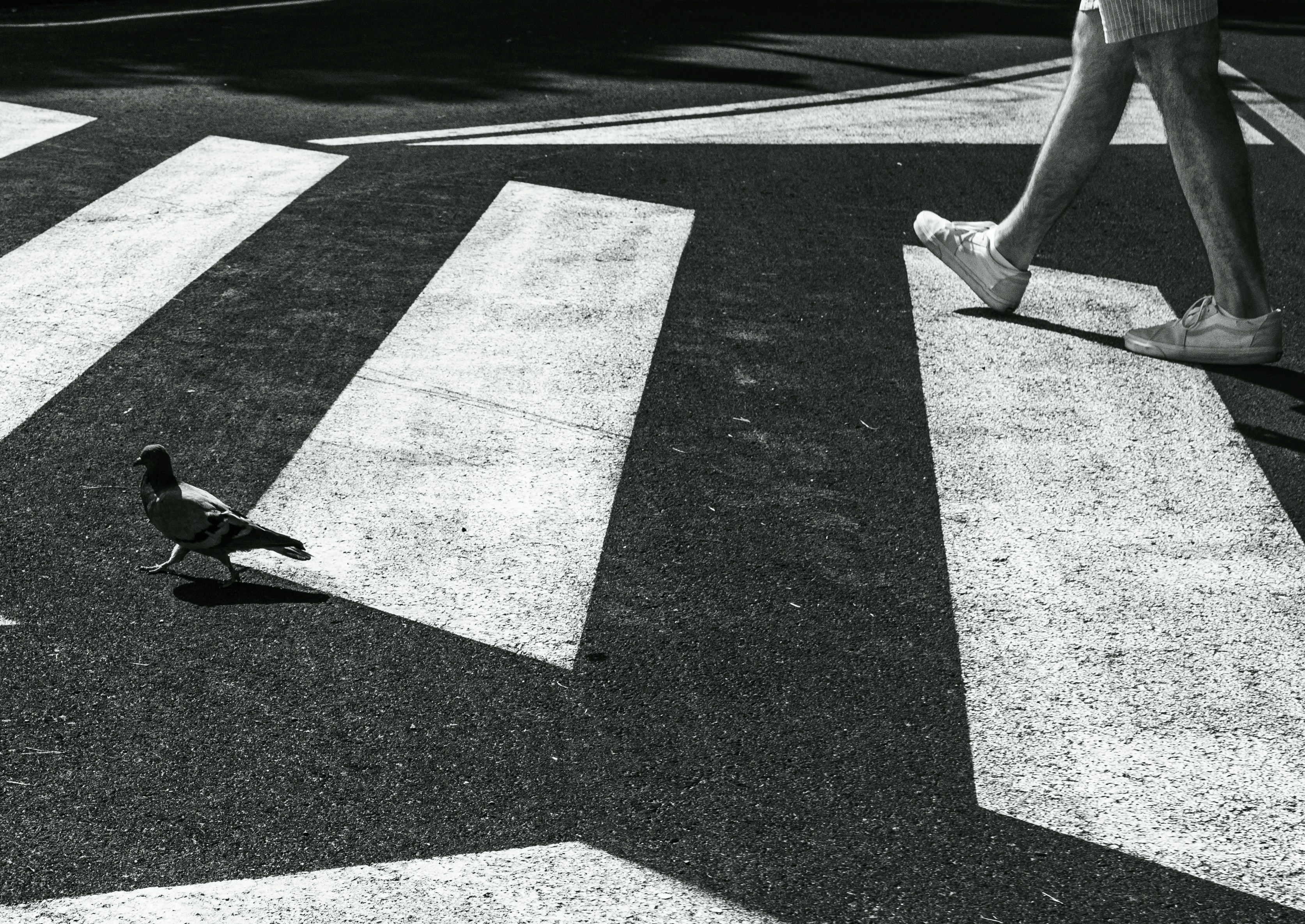 Crosswalk Quiet: A Bird, A Pedestrian, and the Monochrome Moment