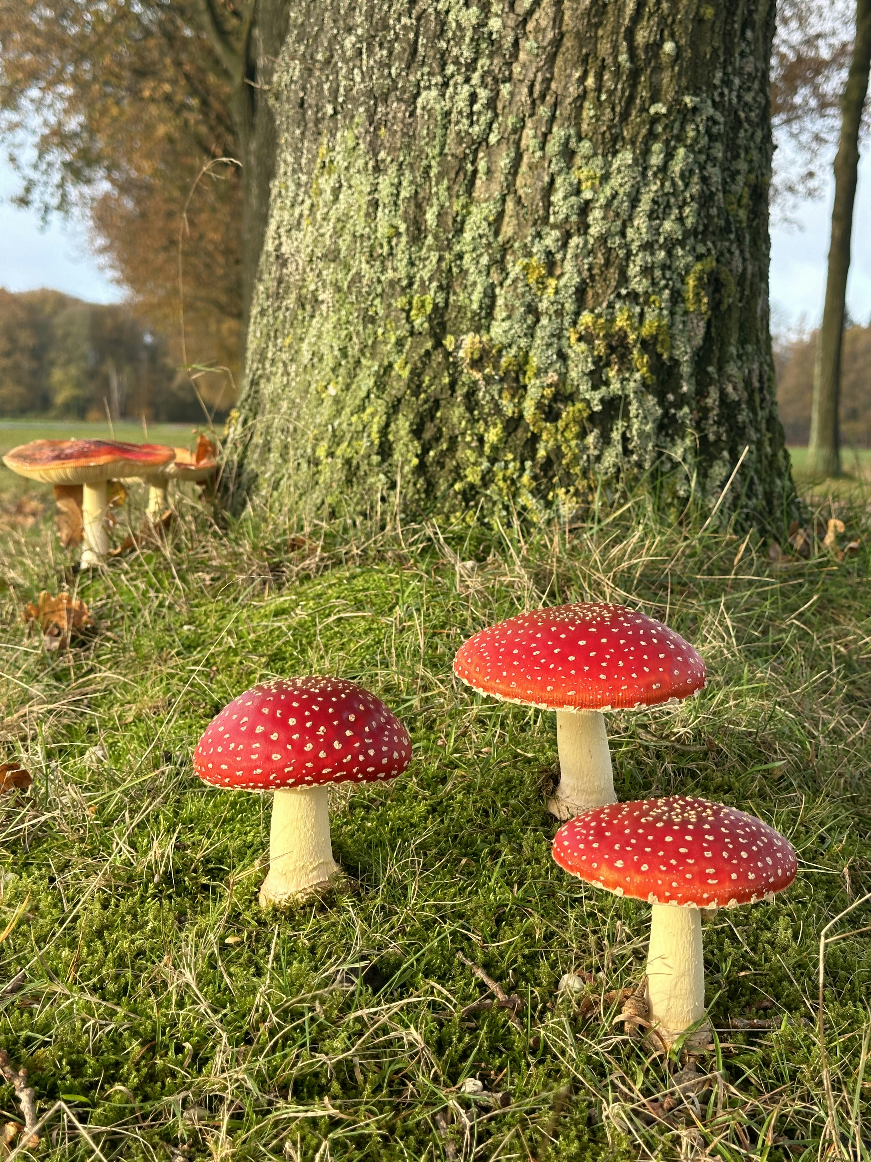 Red-capped Mushrooms at the Foot of a Mossy Tree