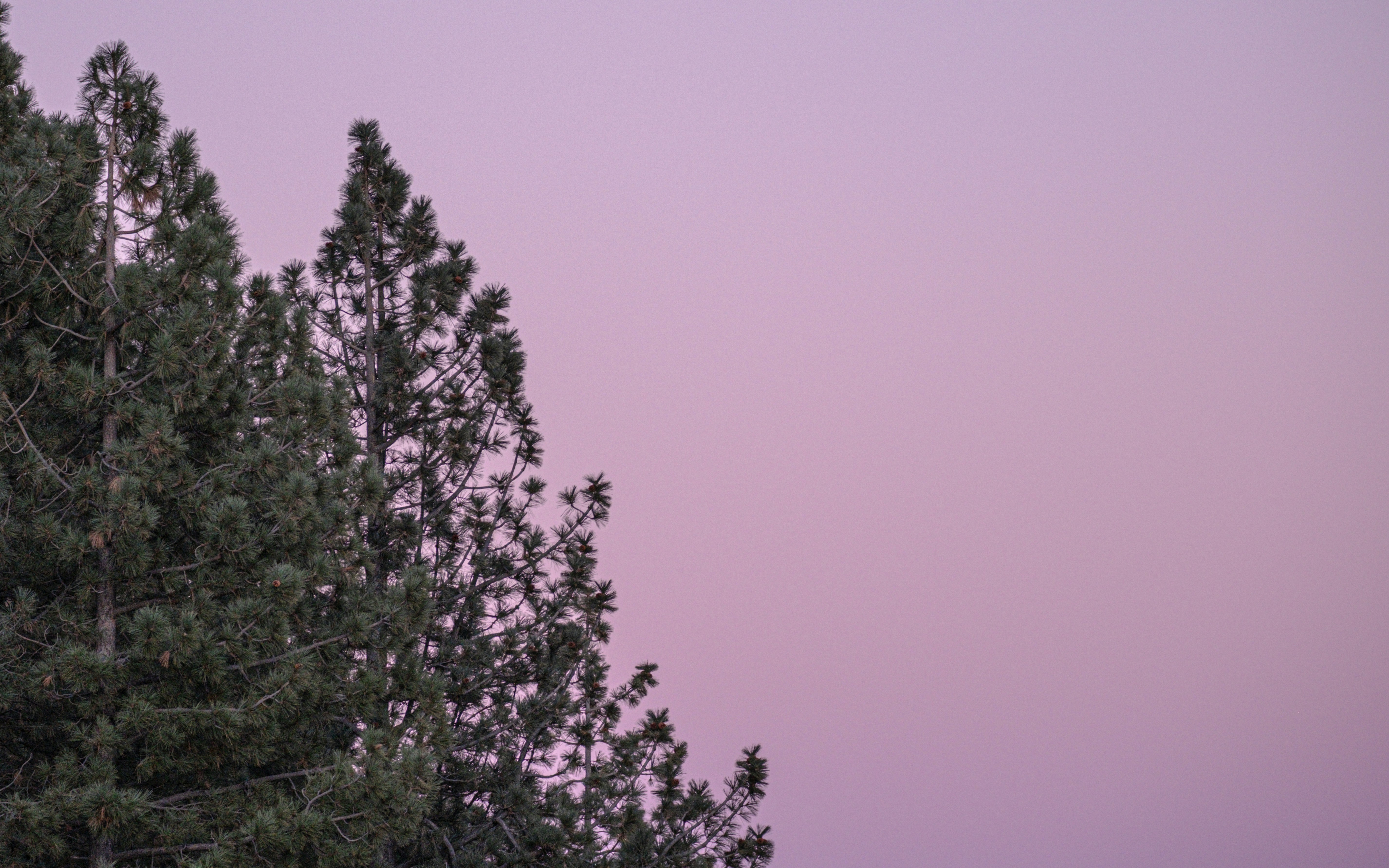 A full moon is seen behind some trees photo – Free Forest Image on Unsplash