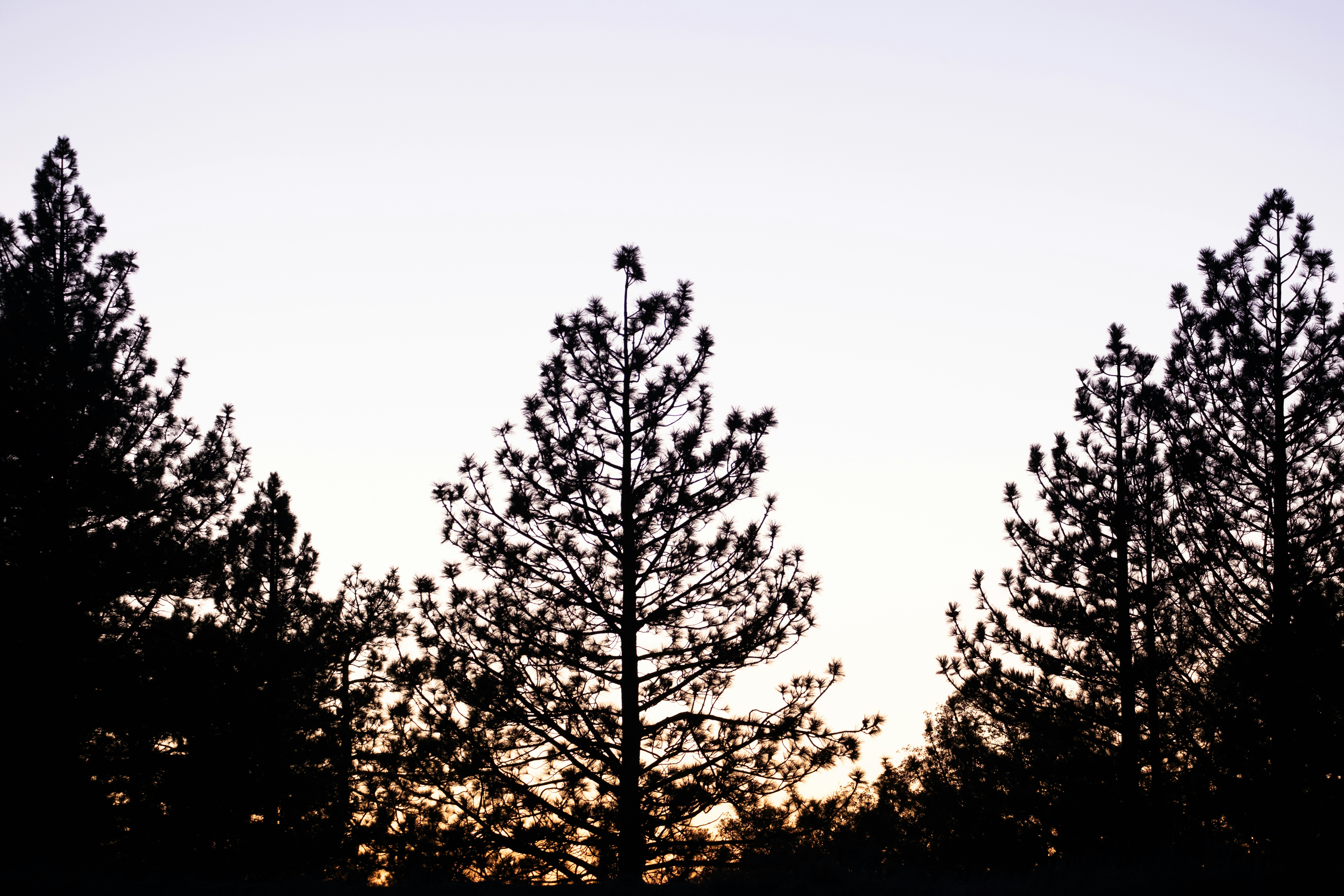 a group of pine trees silhouetted against a sunset sky