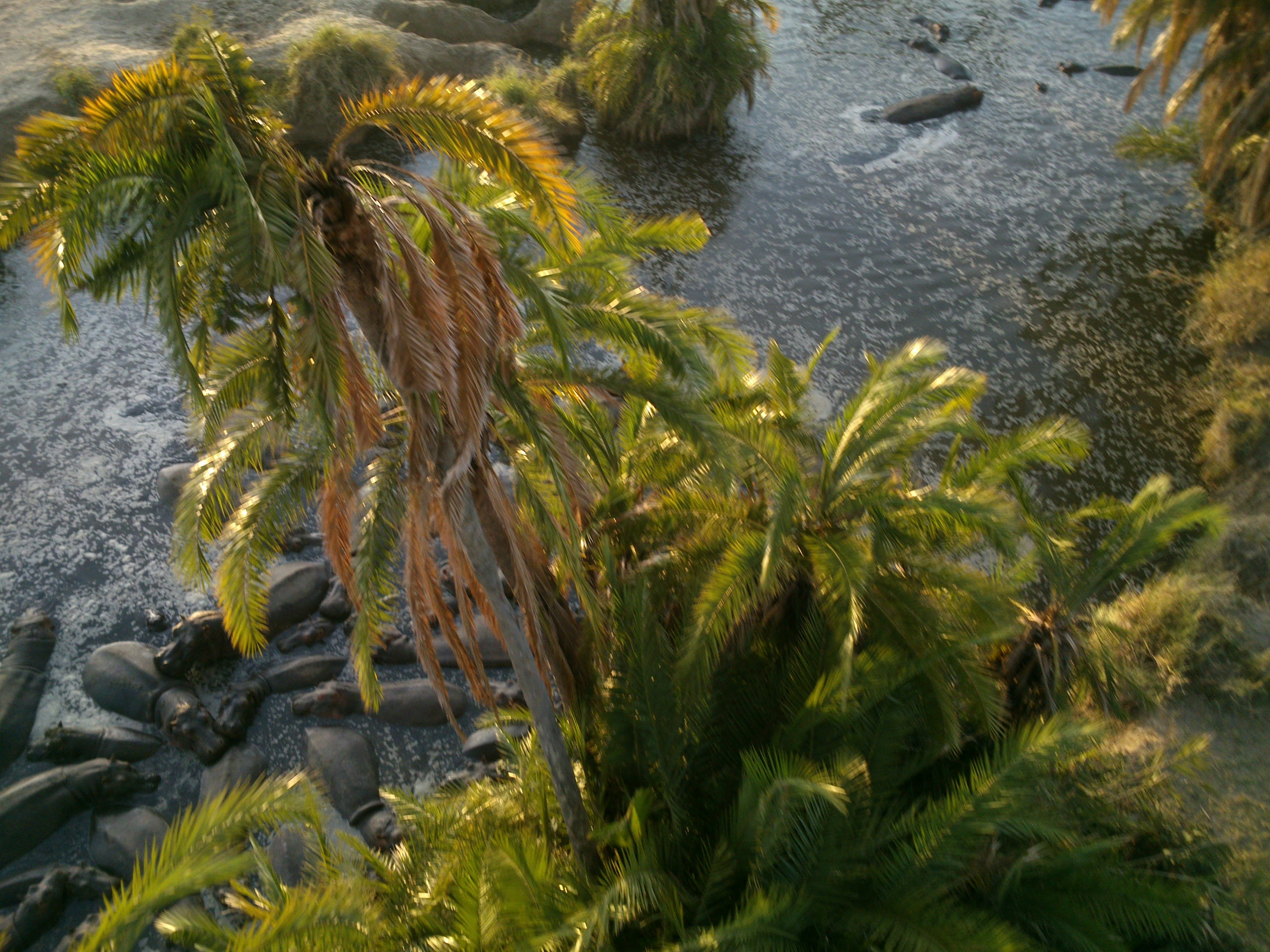 a river with palm trees in the foreground