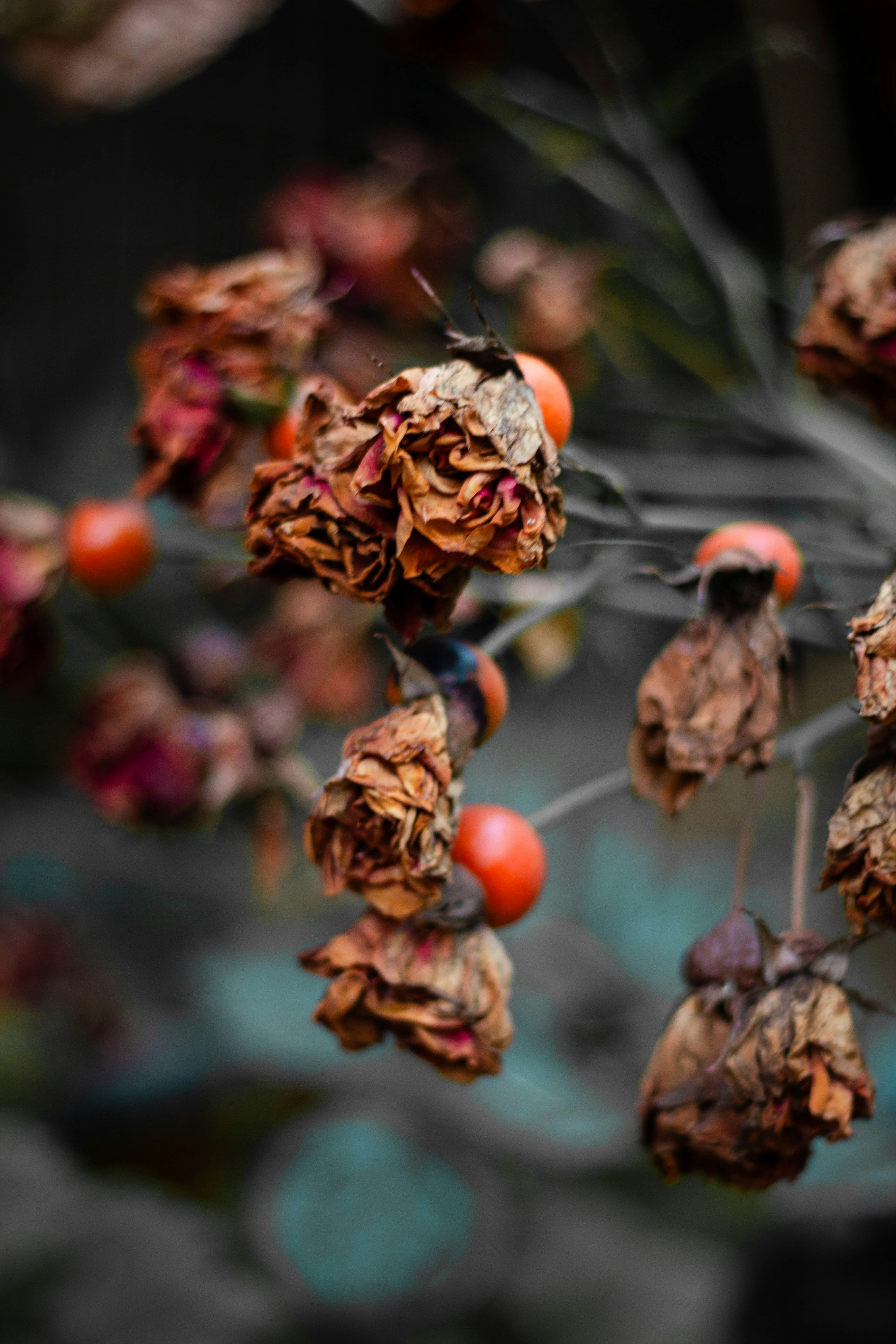 Withered Berries on a Silent Branch: Autumn Decay in Focus