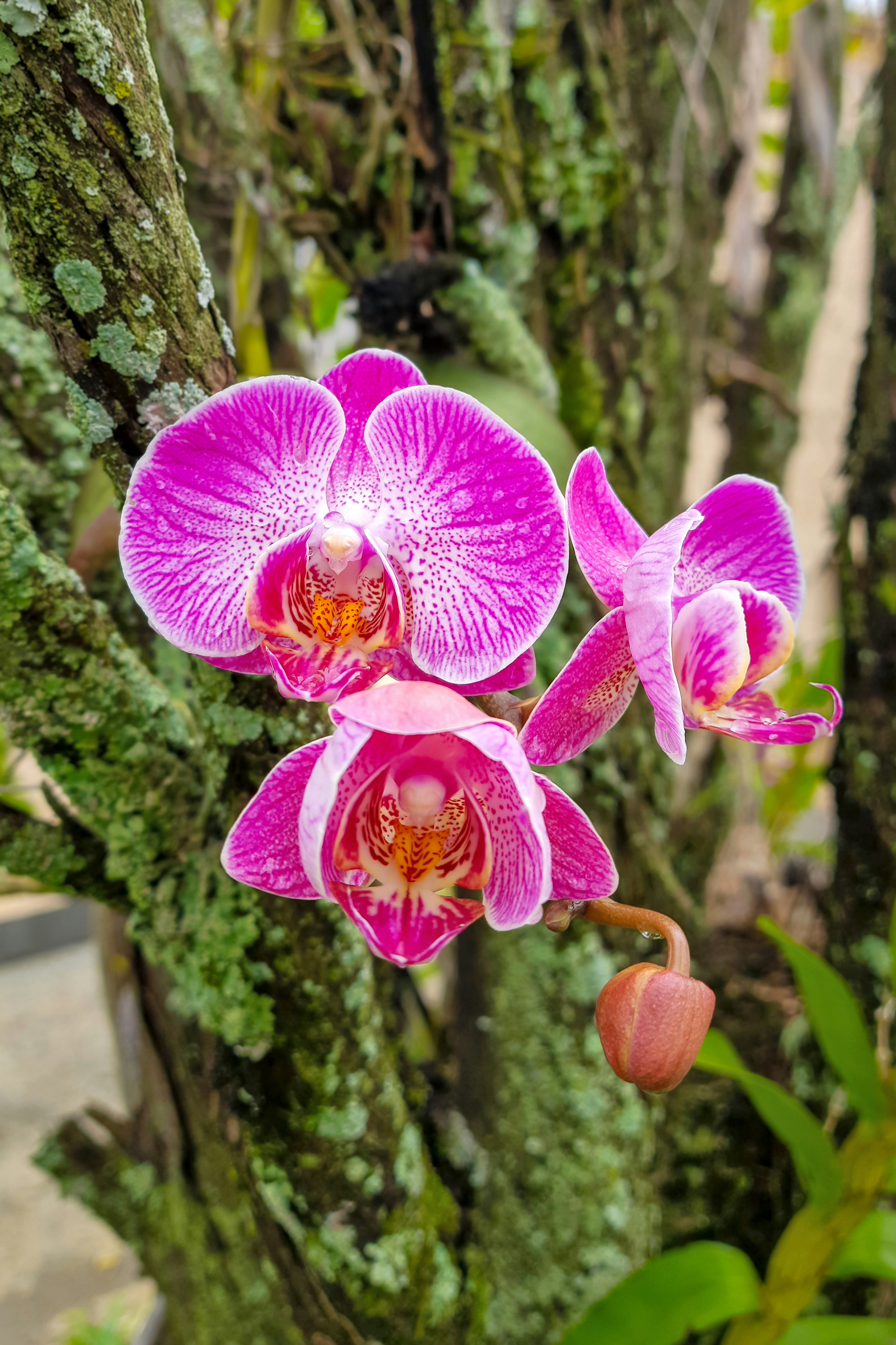 Vibrant pink Phalaenopsis orchids cling to a moss-covered tree trunk, with lush green foliage in the background.