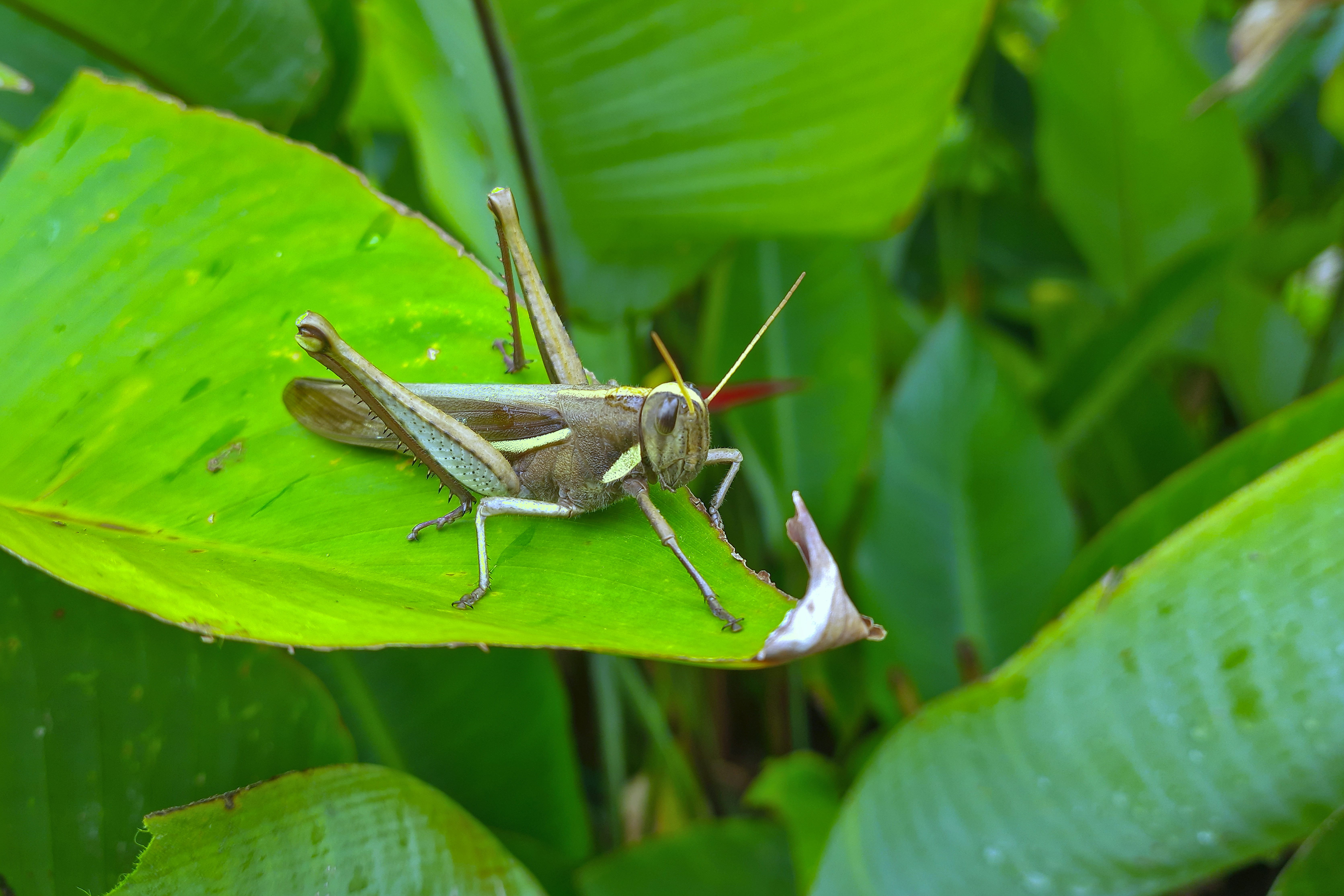 The grasshopper rests on the leaves in the garden.
