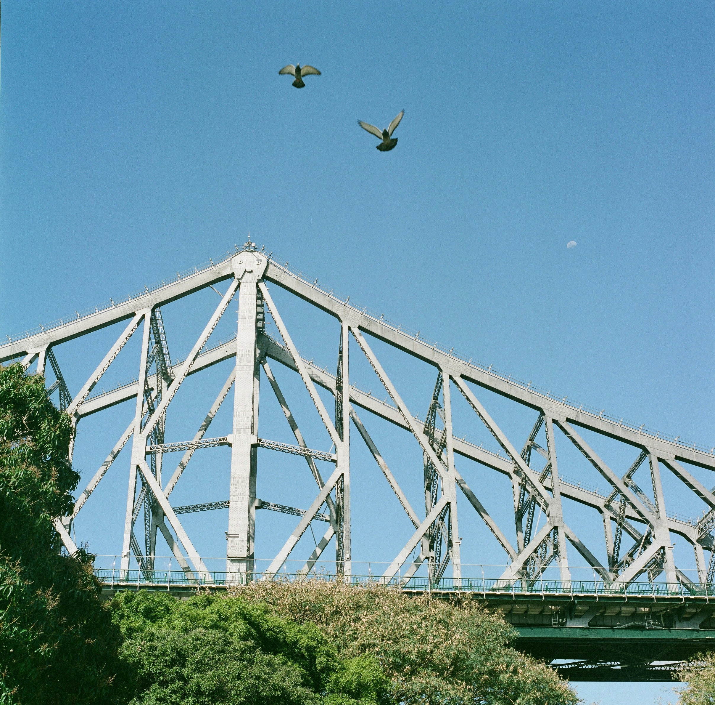 Two birds soaring above a steel bridge, framed by lush greenery and a clear blue sky.