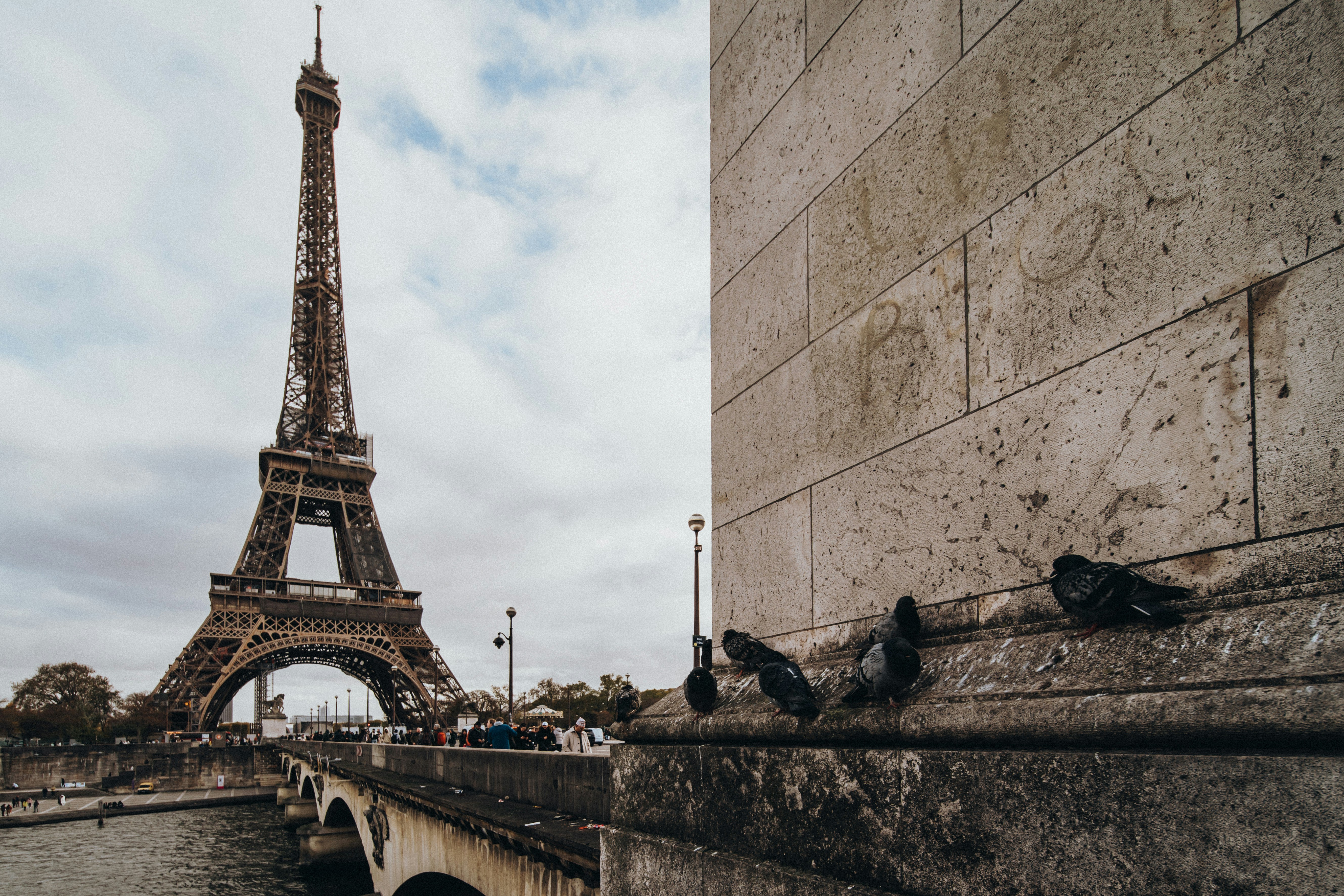 Edge of Paris: Eiffel Tower Framed by a Row of Pigeons