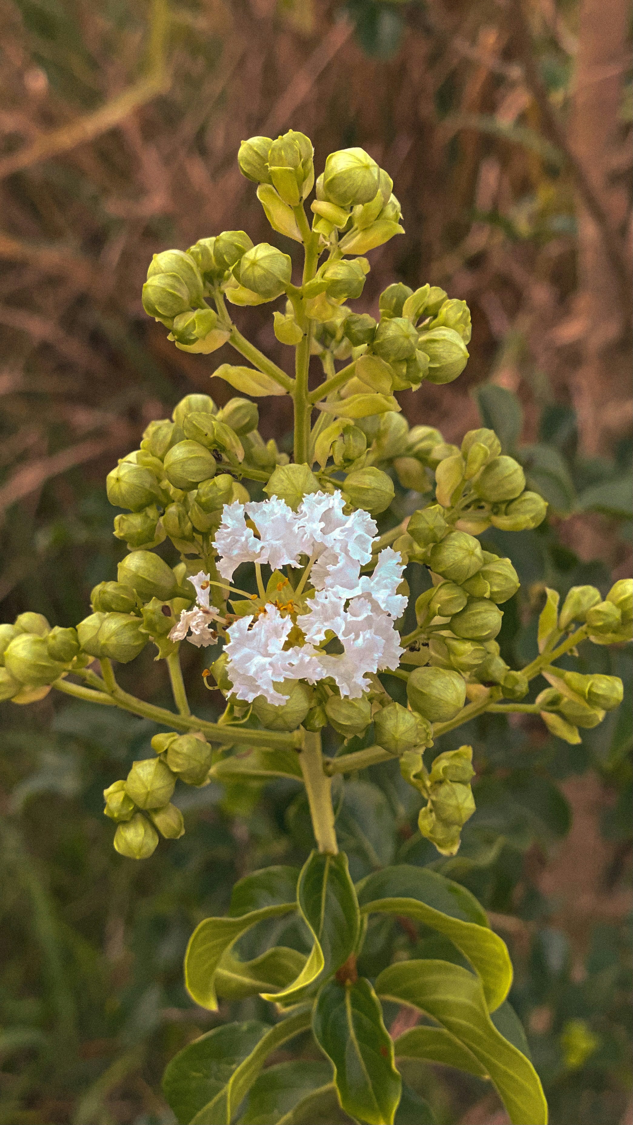 Frilly White Blossom Anchored by Lime Buds on a Quiet Green Stem