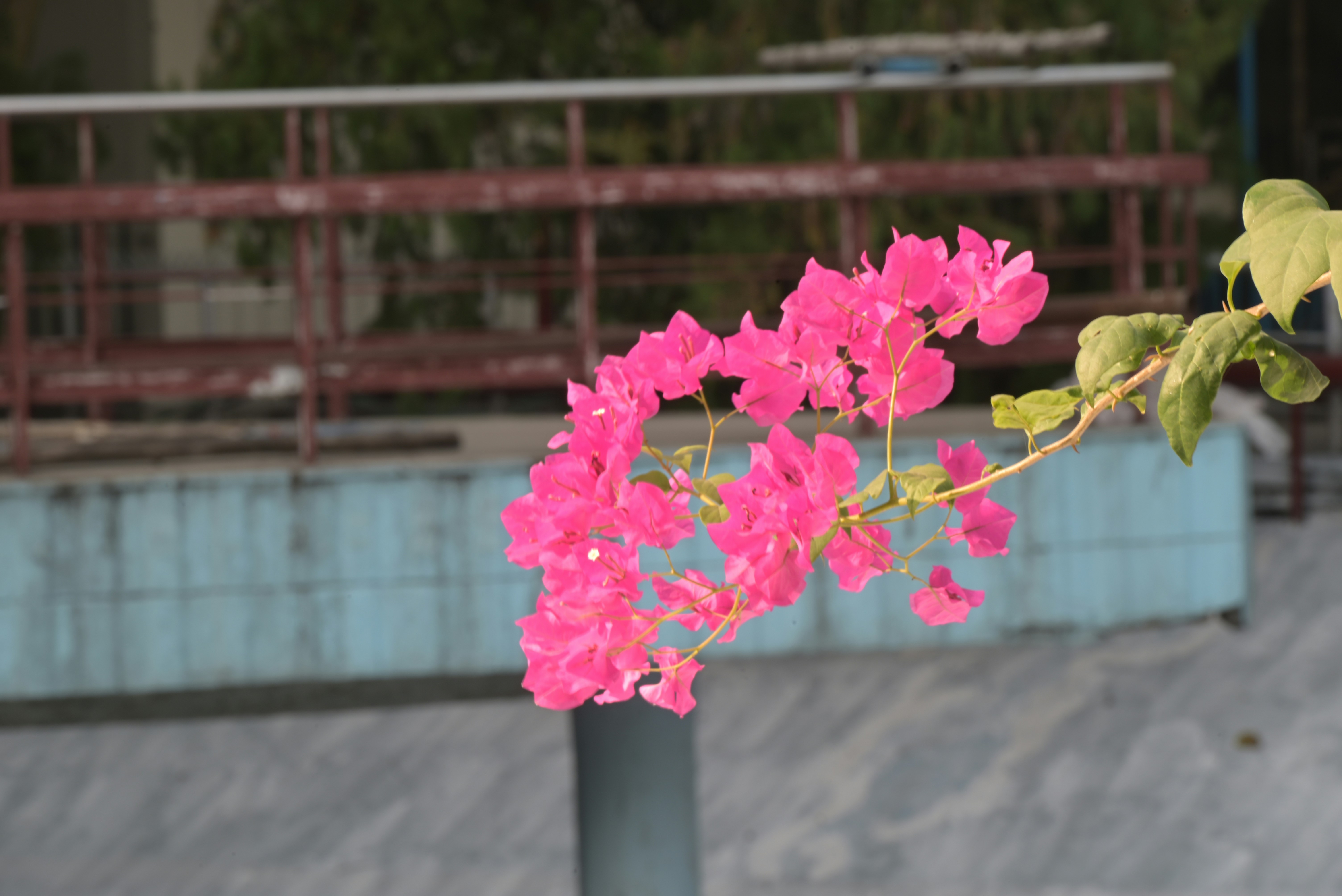 Pink Bougainvillea Cascade Framing a Weathered Deck Rail