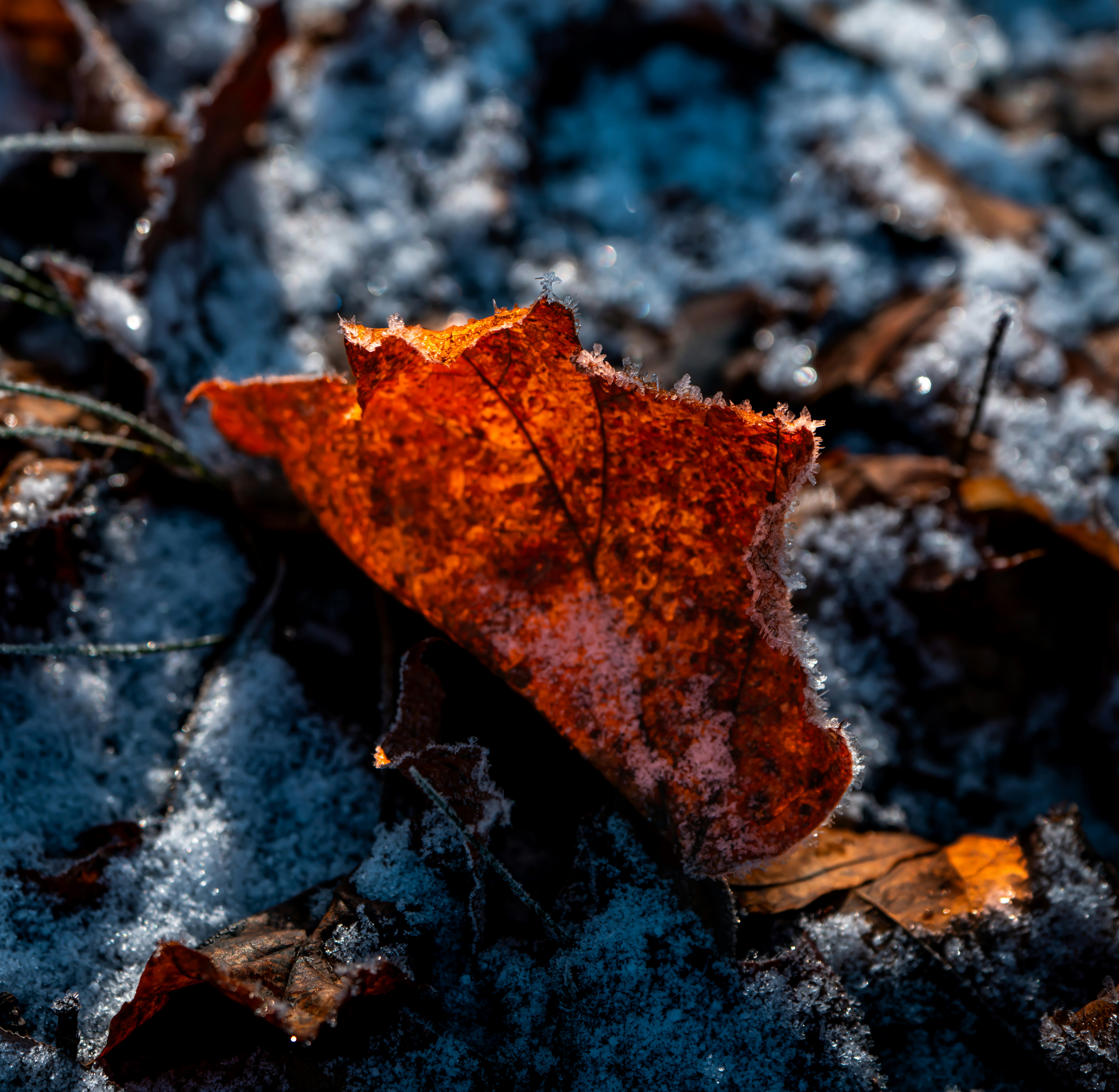 Frost-Kissed Autumn: A Close-Up of a Leaf in Winter's Grip