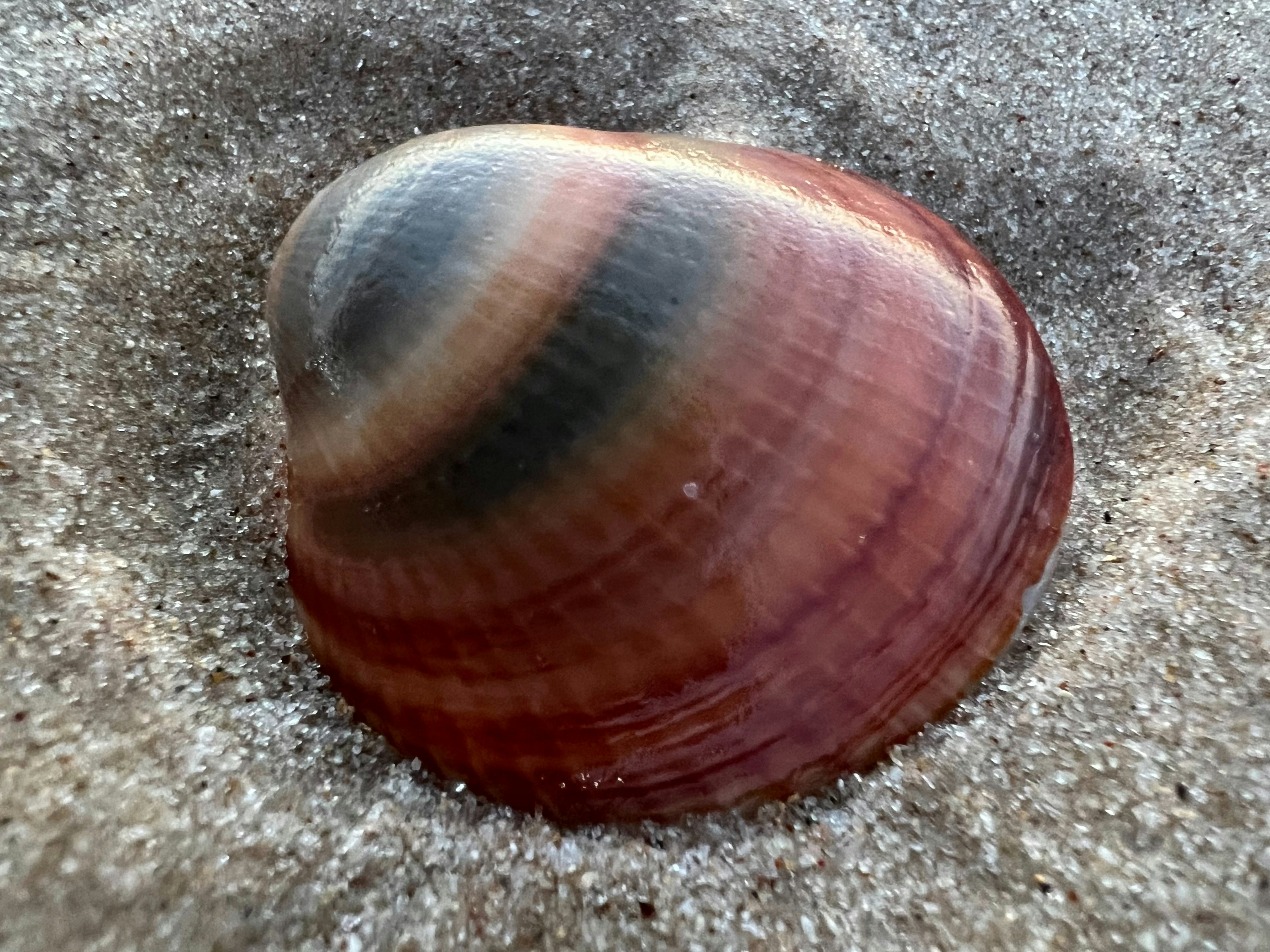 A shell is laying in the sand on the beach photo – Free Food Image on ...