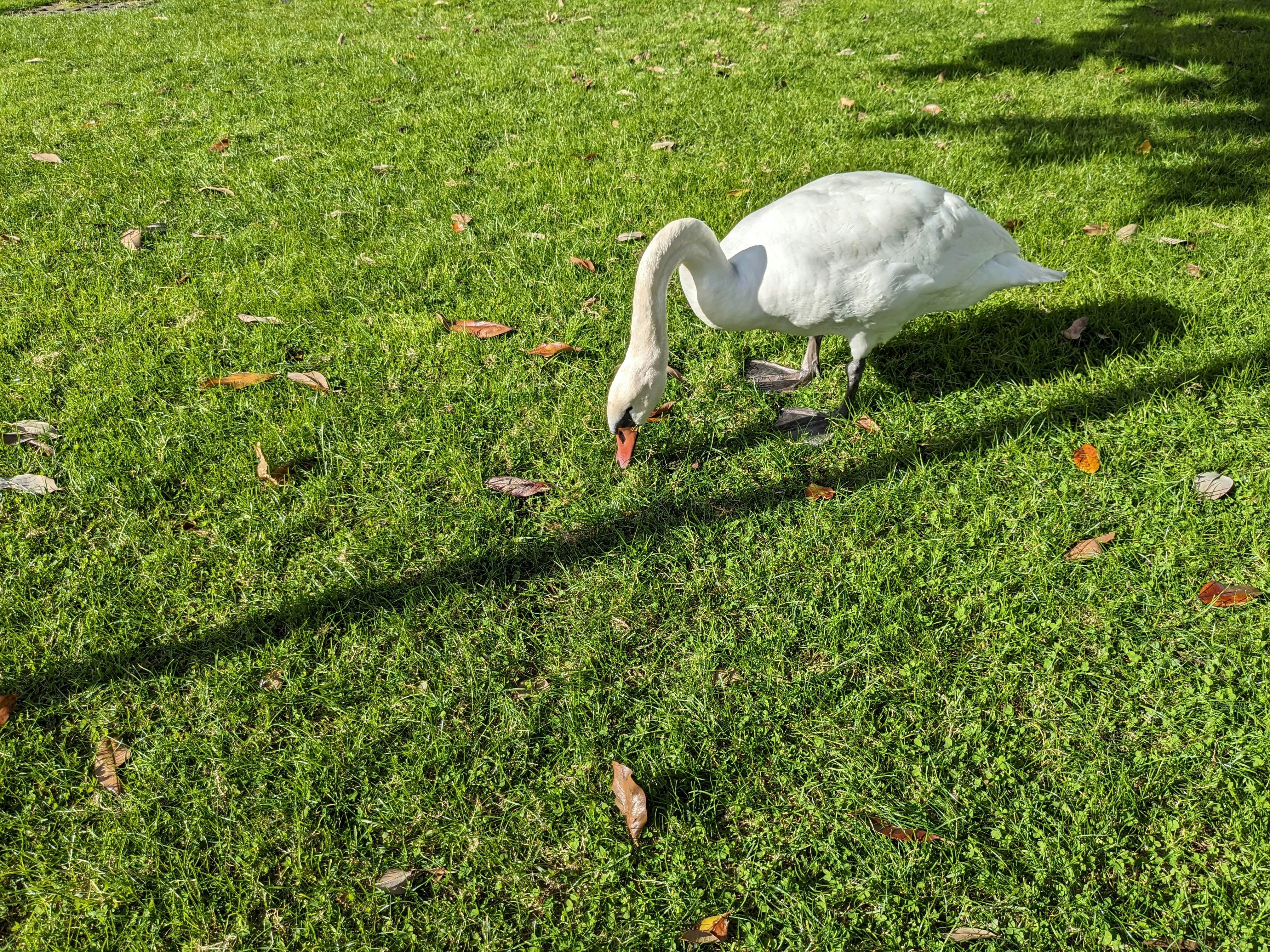 Swan in a Sunlit Park Lawn: Quiet Grazing Amid Fallen Leaves