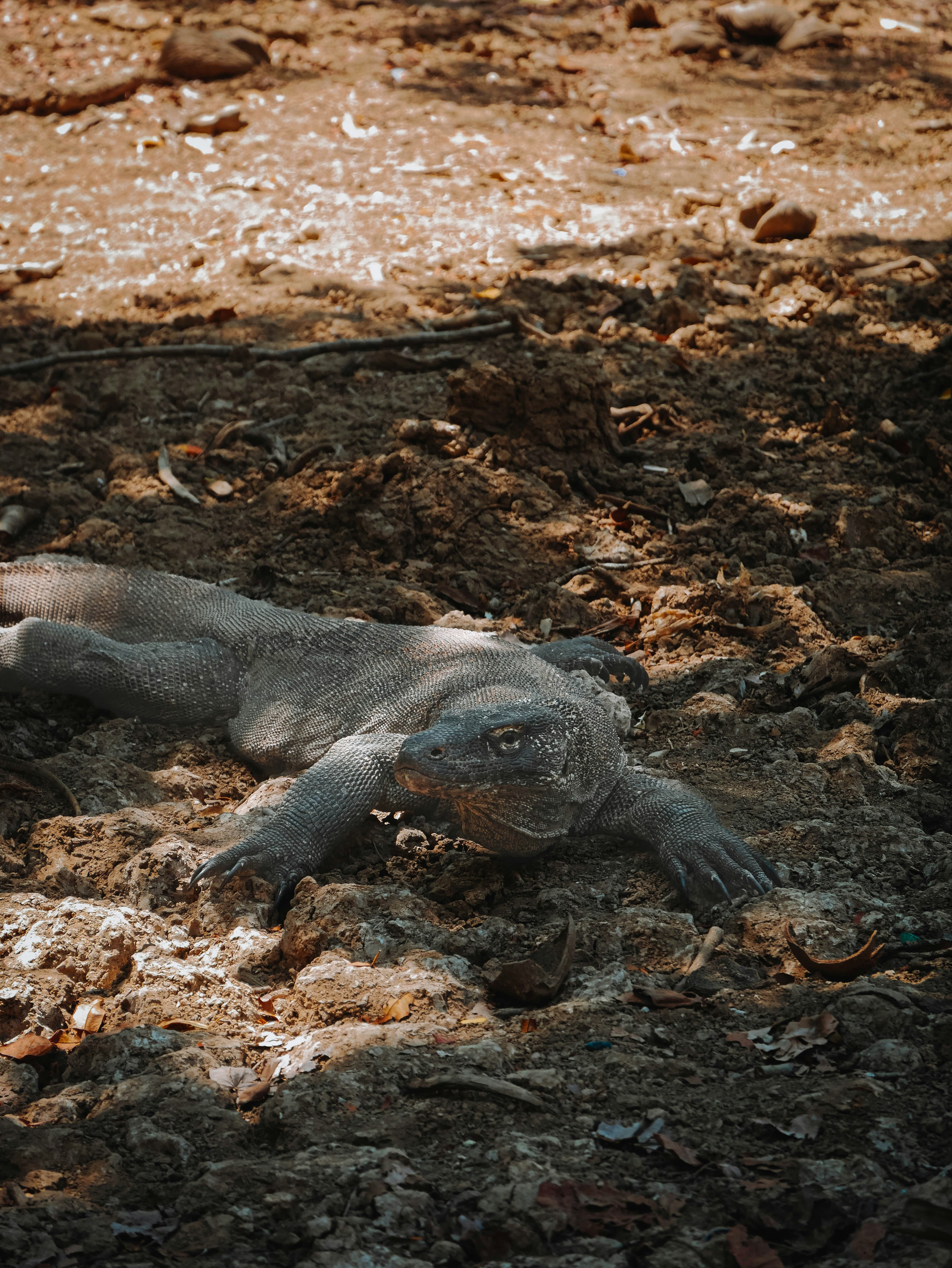 A large lizard laying on top of a dirt field photo – Free Close up ...