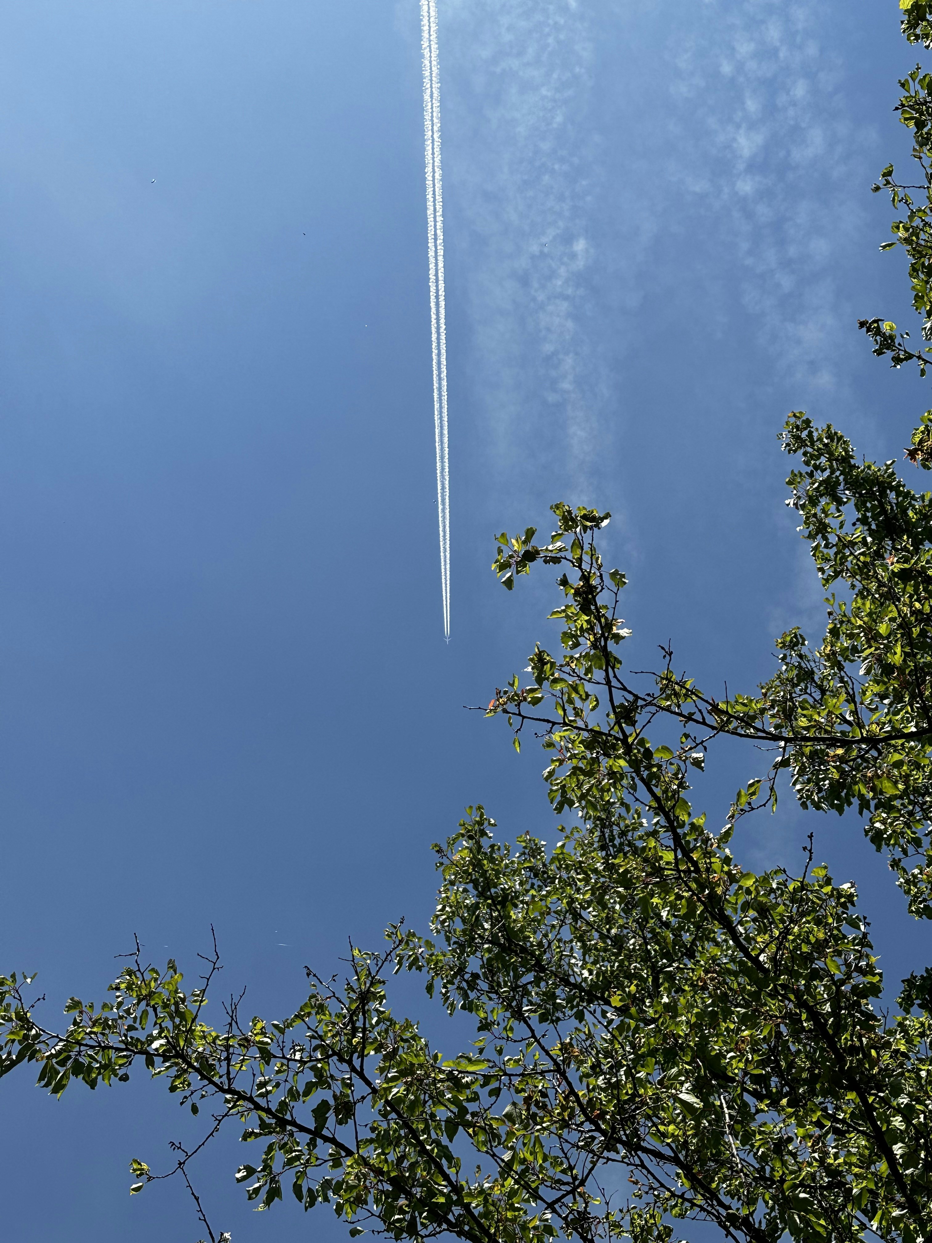 A plane flying in the sky over a tree photo – Free Nature Image on Unsplash