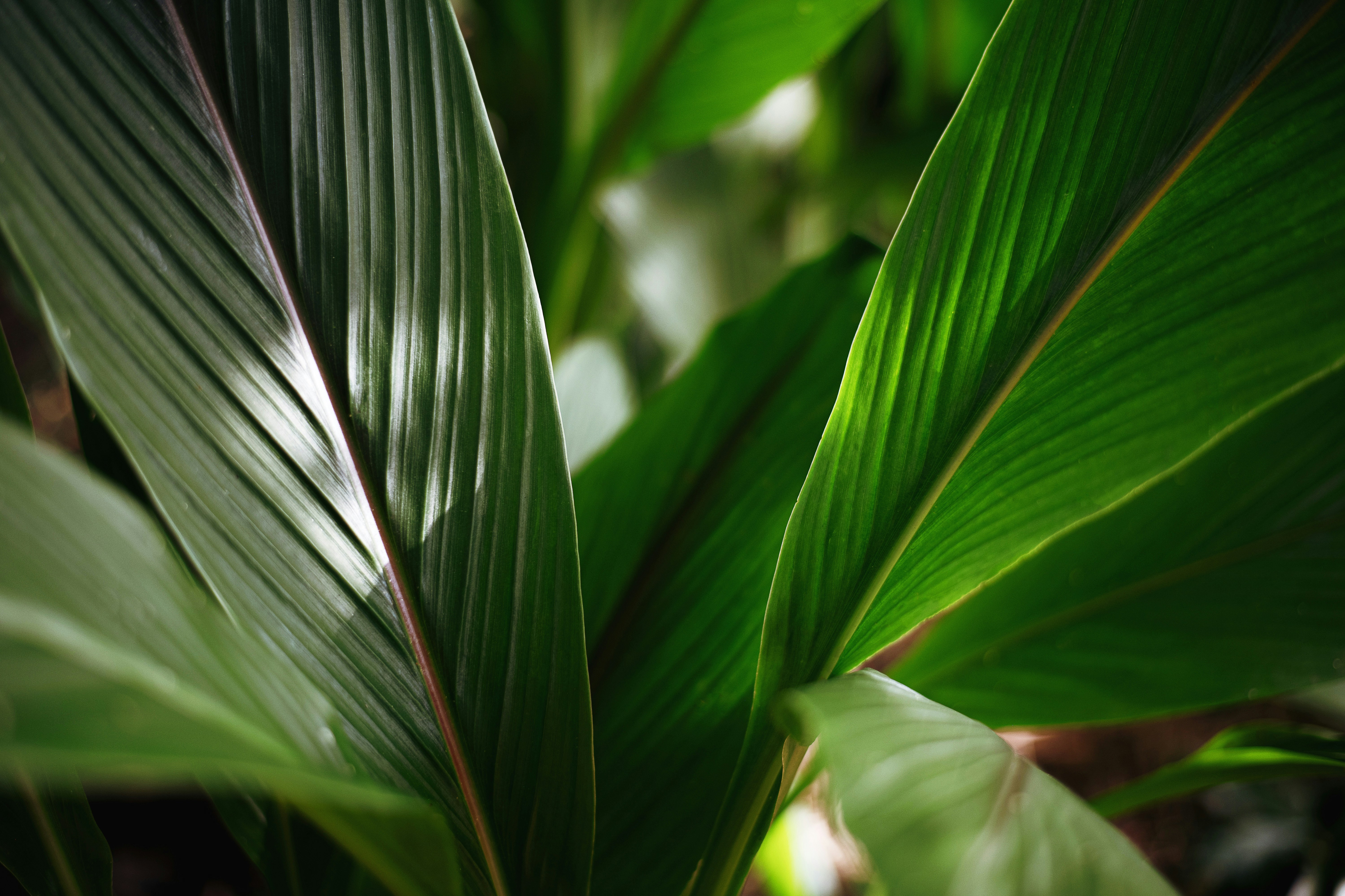 Tropical Leaves Pictures | Download Free Images on Unsplash