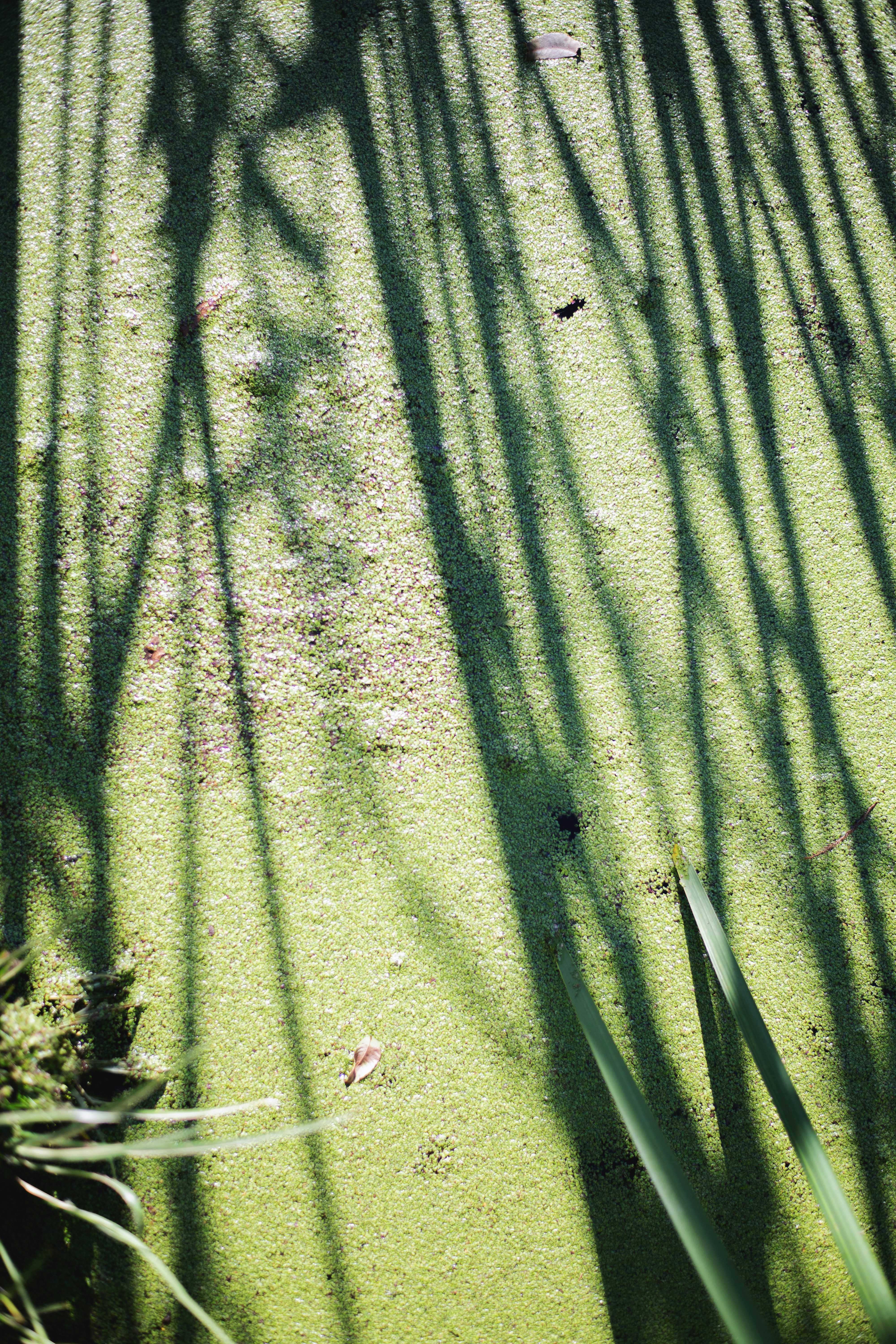Palm-Cast Lines Across a Verdant Algae Pond