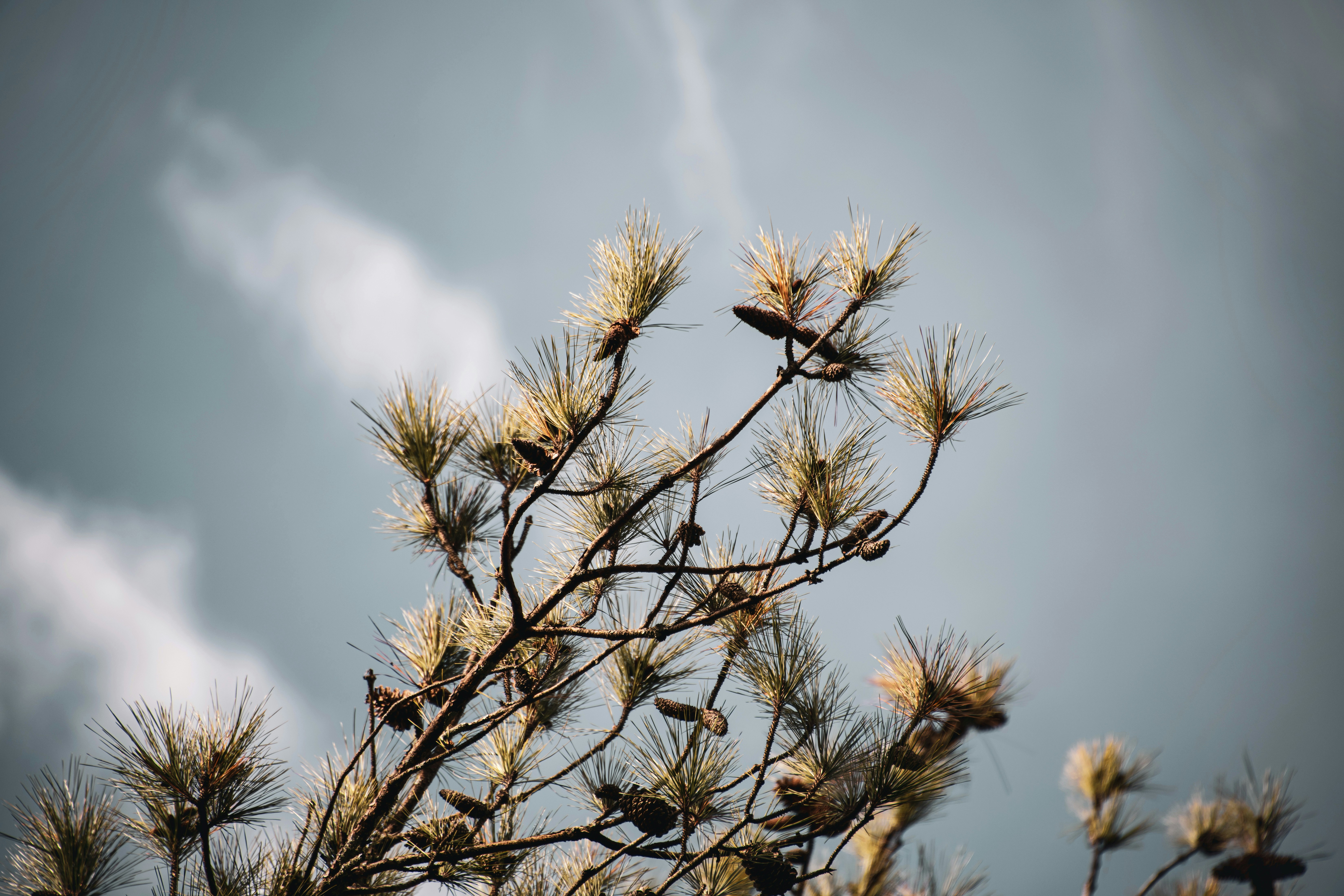 Whispers of the Pine: Nature's Elegance