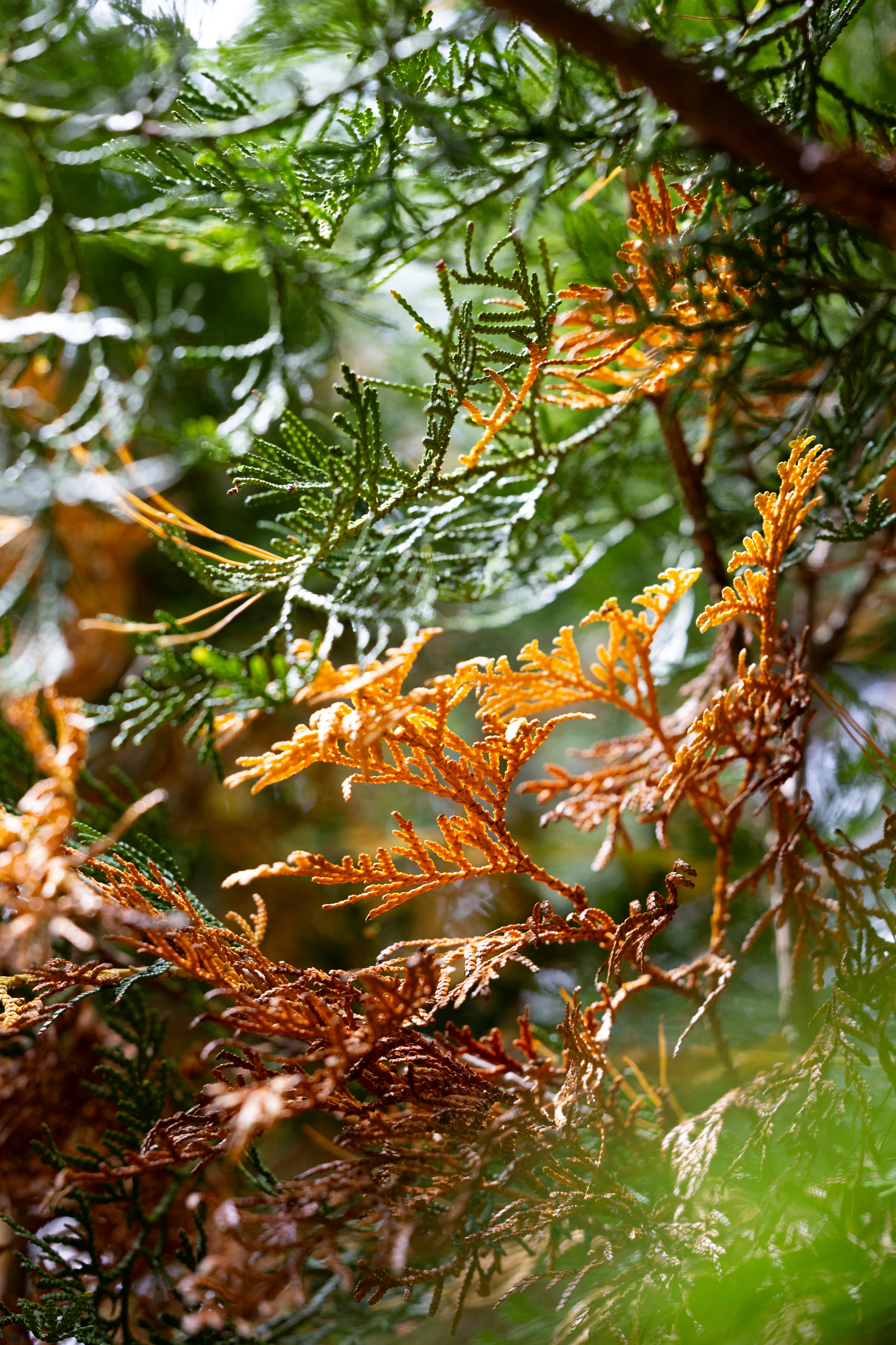 Amber Ferns in Dappled Light: A Close-Up of Coniferous Foliage