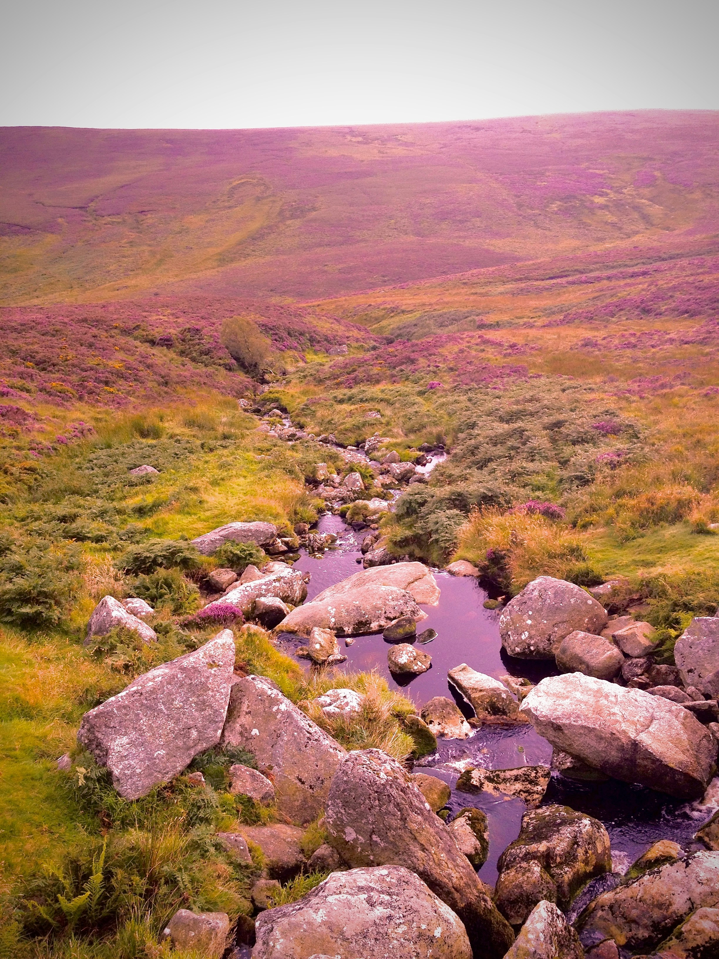 Rosy Moorland Stream: Boulders Weaving Through Heather